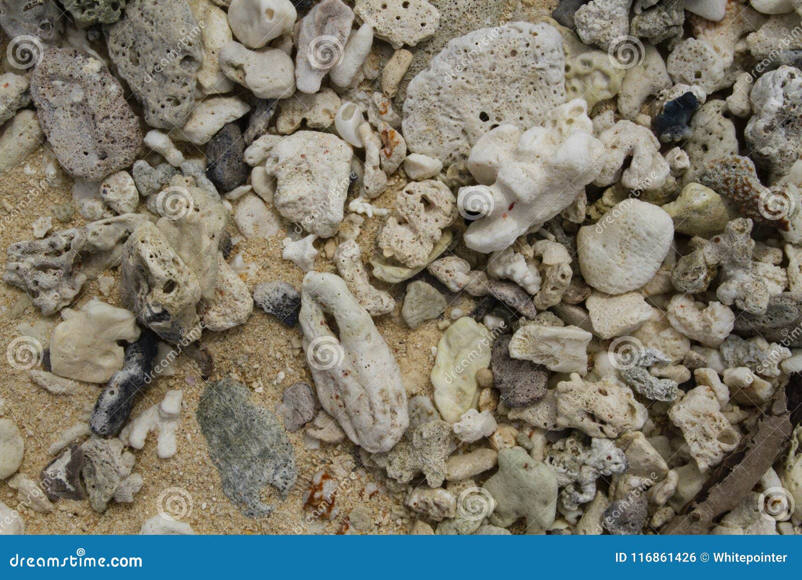 Broken Corals on the Beautiful and Pristine Beach Stock Photo - Image ...