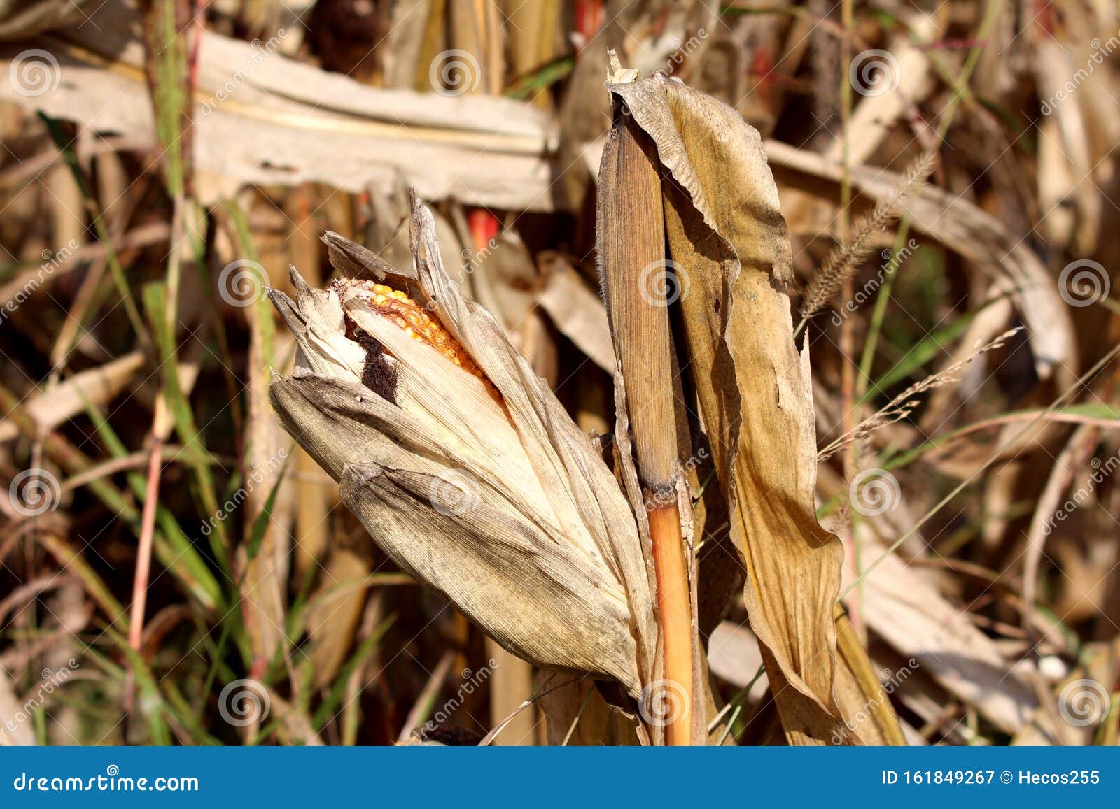 Broken Corn Stalk With Corn Cobs Surrounded With Dry Husks And Tall ... Broken Corn Stalk With Corn Cobs Surrounded With Dry Husks And Tall ...