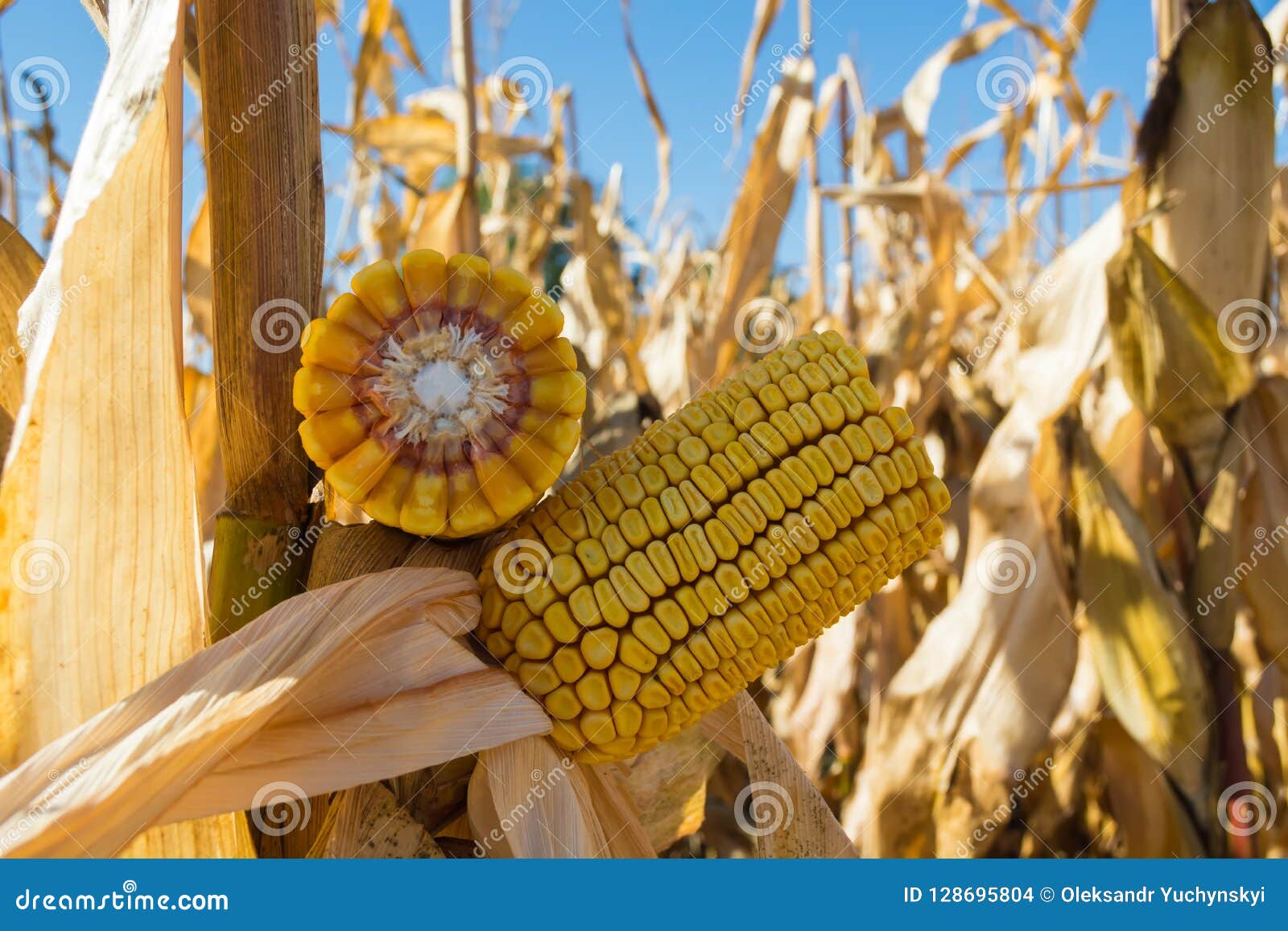 Broken Corn Stalk with a Thin Stem and Large Grain Stock Photo - Image ...