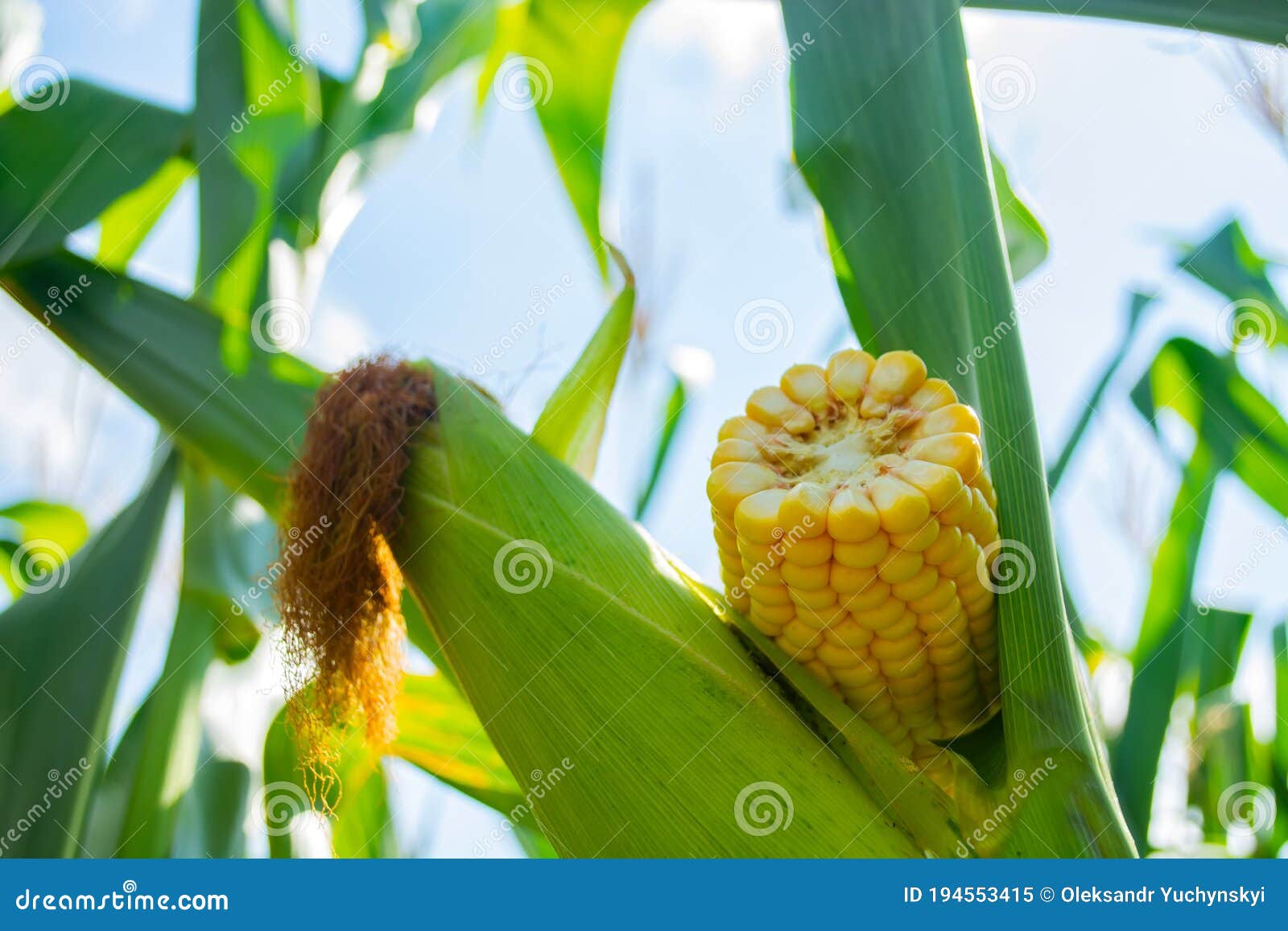 Broken Corn Stalk with a Thin Stem and Large Grain Stock Image - Image ...