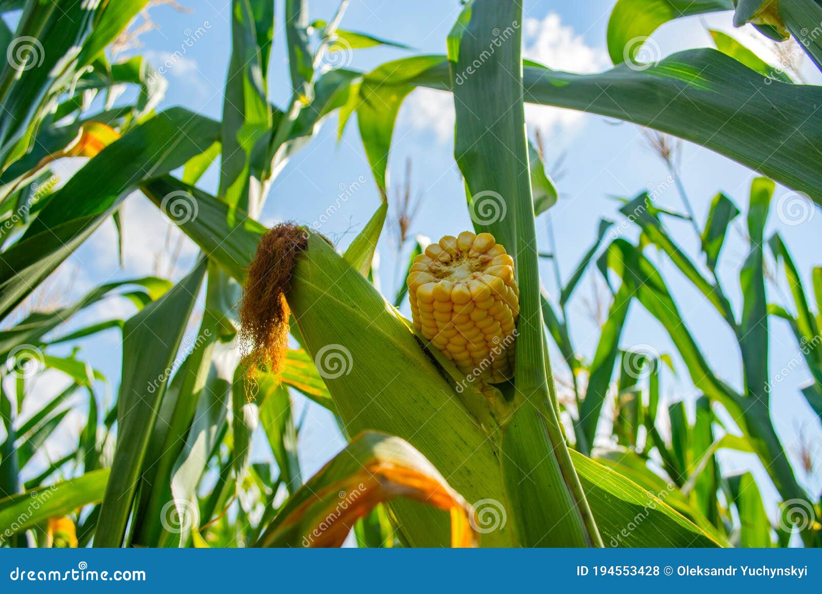 Broken Corn Stalk With Corn Cobs Surrounded With Dry Husks And Tall ... Broken Corn Stalk With Corn Cobs Surrounded With Dry Husks And Tall ...