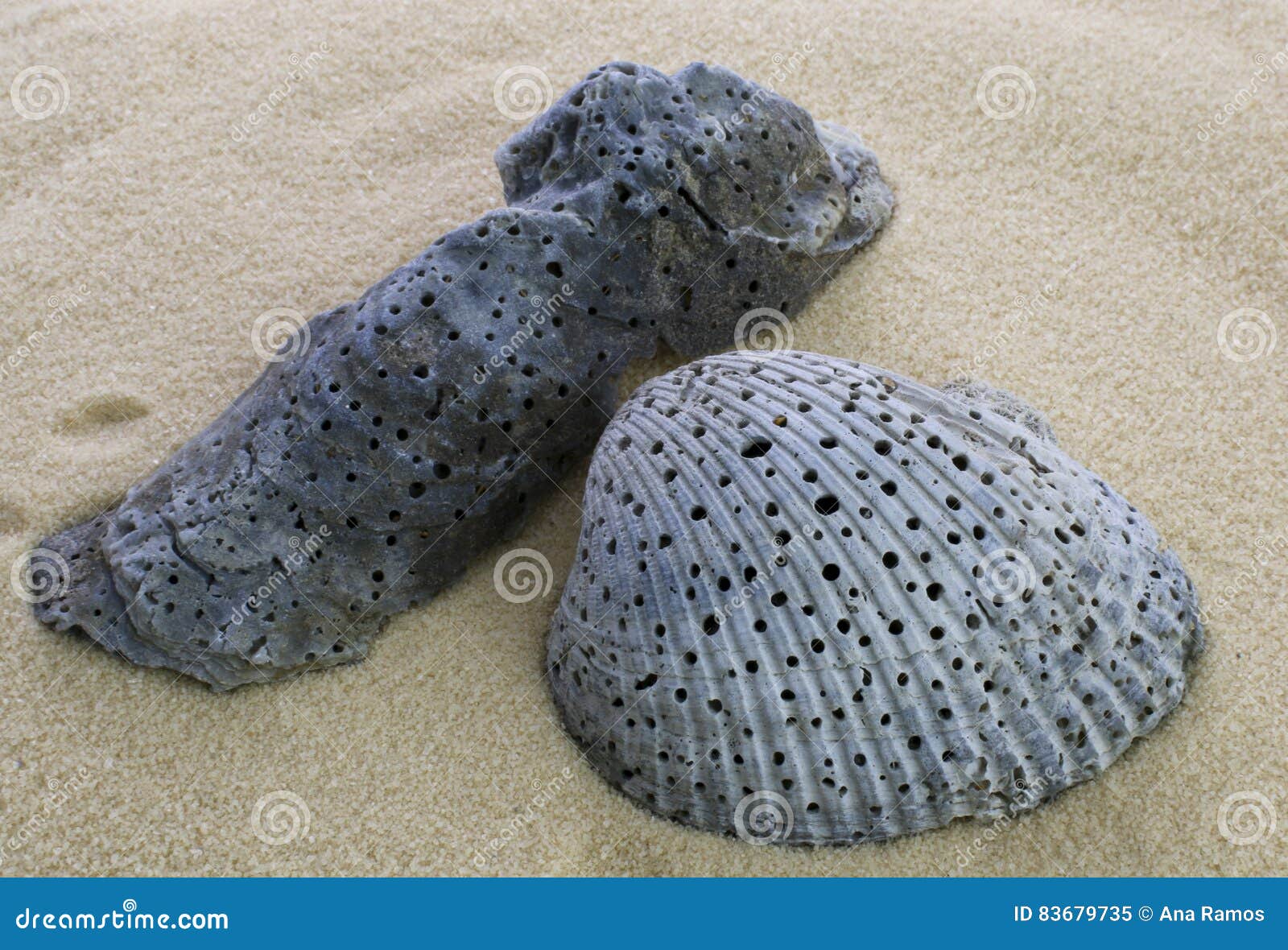 Broken Cracked Antique Old Ocean Seashell Stock Image - Image of marine ...