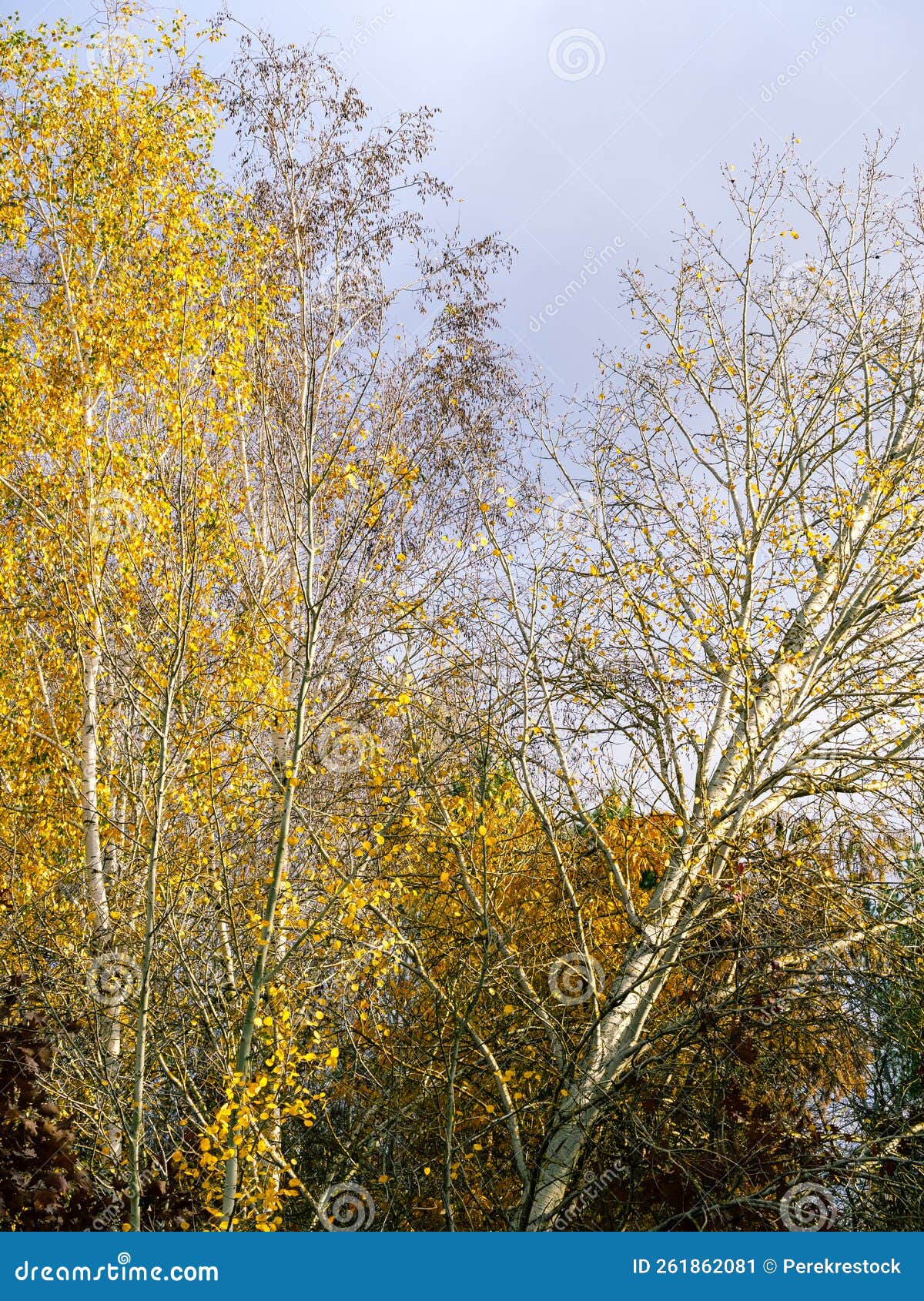 Broken Birch Tree Sagged and almost Fell Over Stock Image - Image of ...