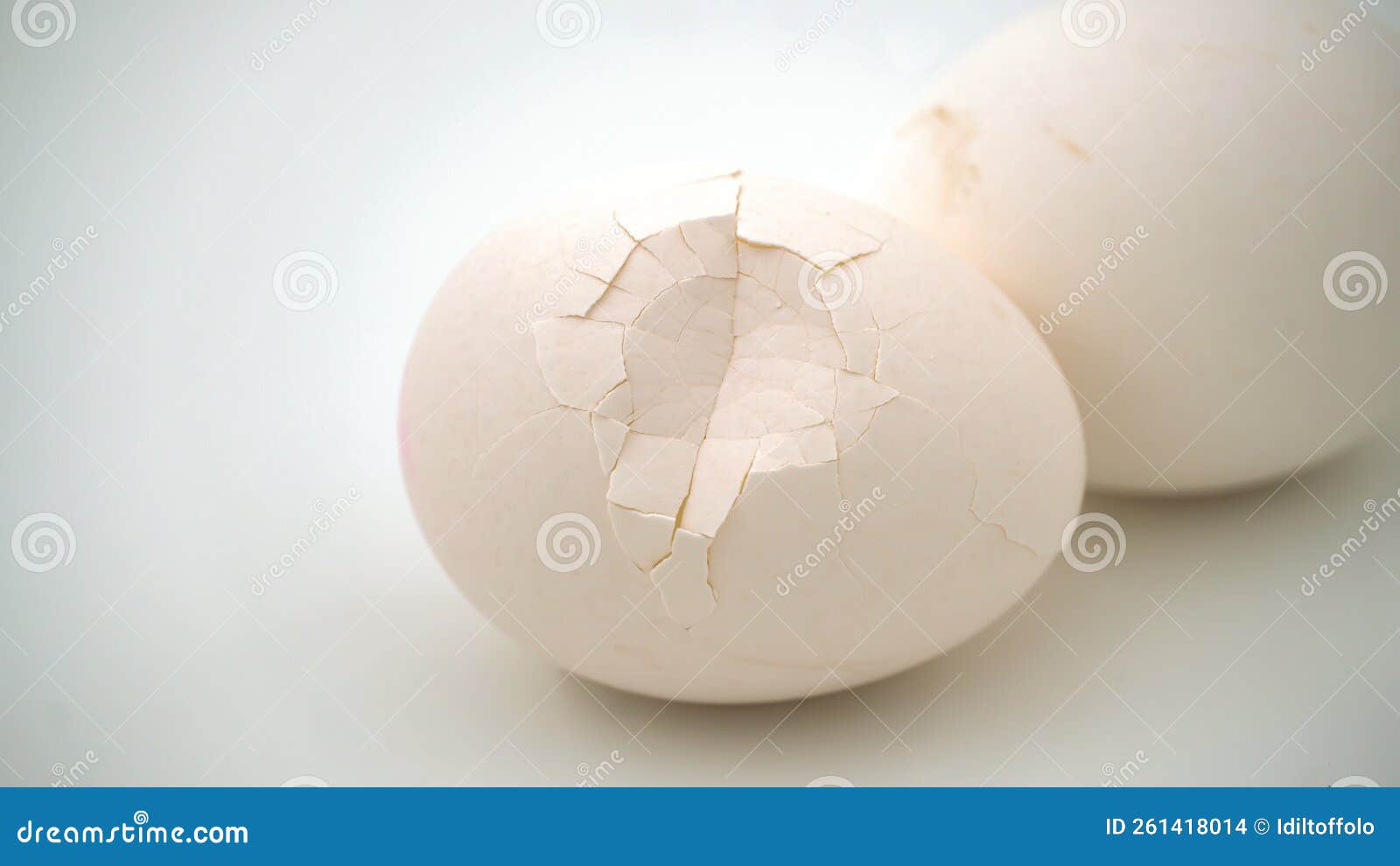 Broken and Cracked Egg Shell on an Isolated Background Stock Photo ...