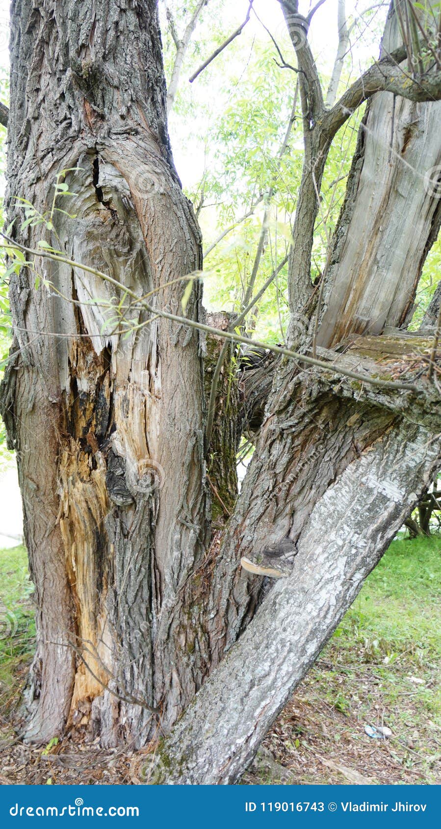 Broken Tree Trunks on the Ground Stock Image - Image of trunk, fallen ...