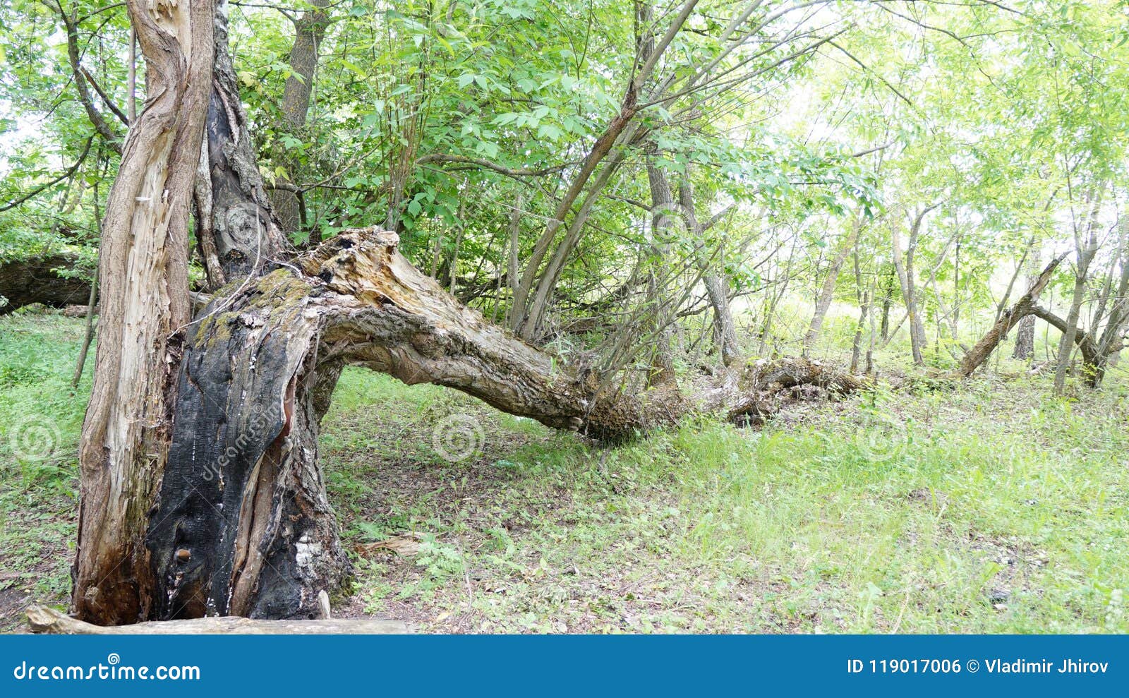 Broken Tree Trunks on the Ground Stock Photo - Image of earth, broken ...