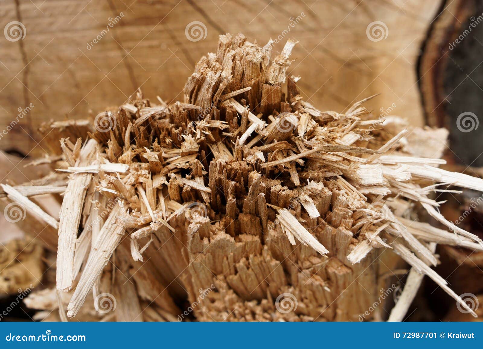 Broken cut stump stock image. Image of plant, broke, wood - 72987701
