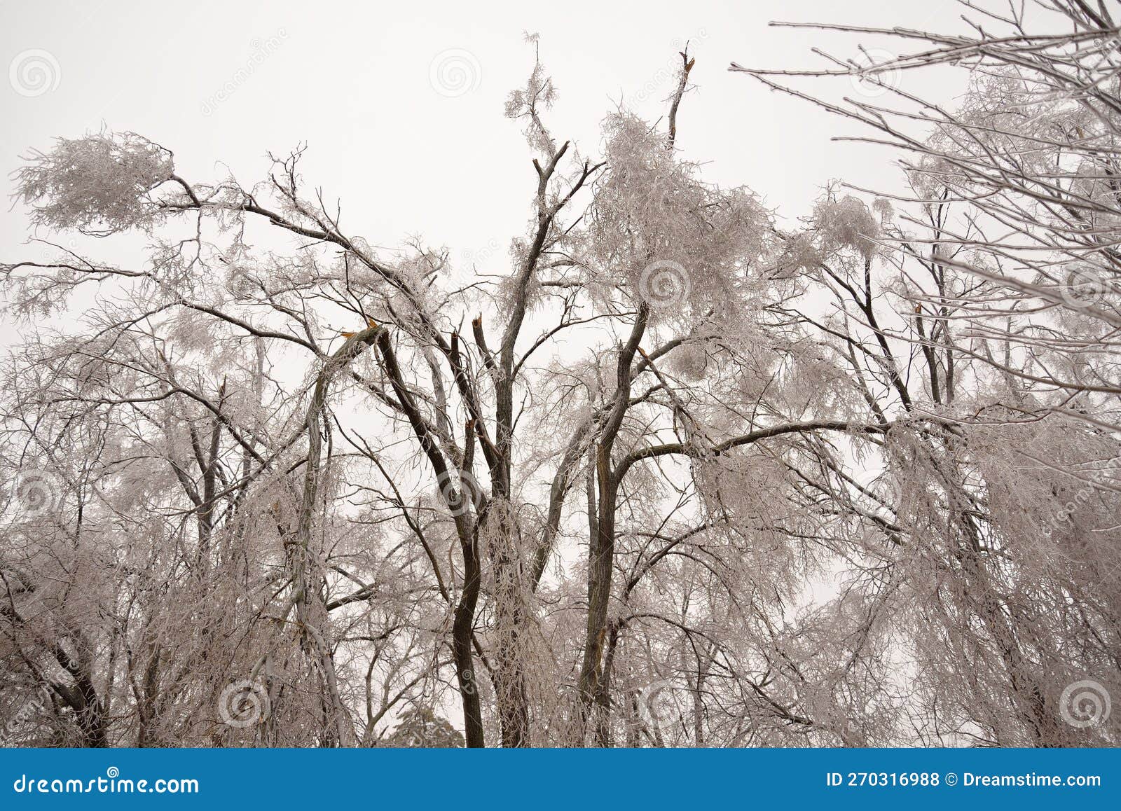 Broken and Damaged Tree Limbs from Heavy Ice Coating Stock Photo ...