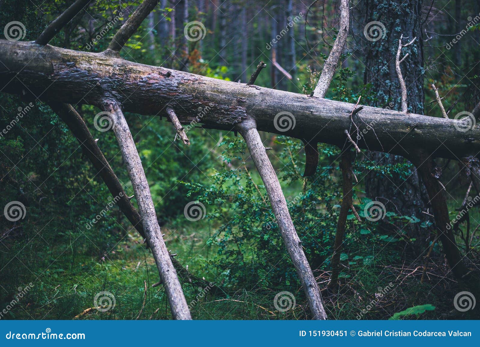 Broken Dead Pine Tree in the Forest in Spain Stock Image - Image of ...