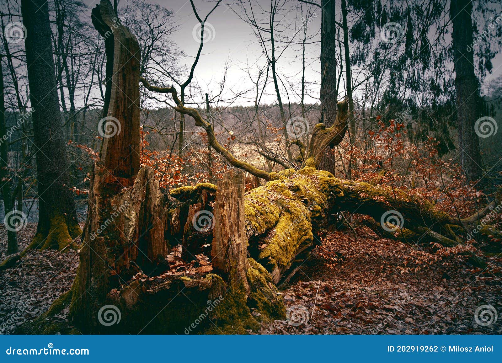 Broken Dead Tree in the Forest Stock Photo - Image of snapped, bunch ...