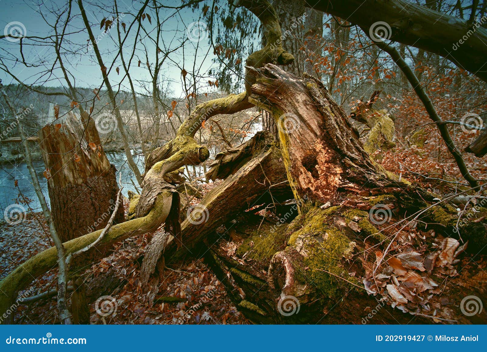 Broken Dead Tree in the Forest Stock Image - Image of tree, broken ...