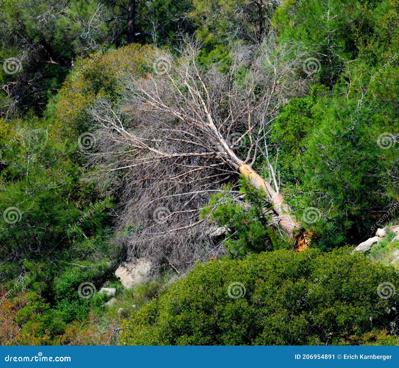 Broken Dead Tree in a Green Pine Forest Stock Image - Image of ...