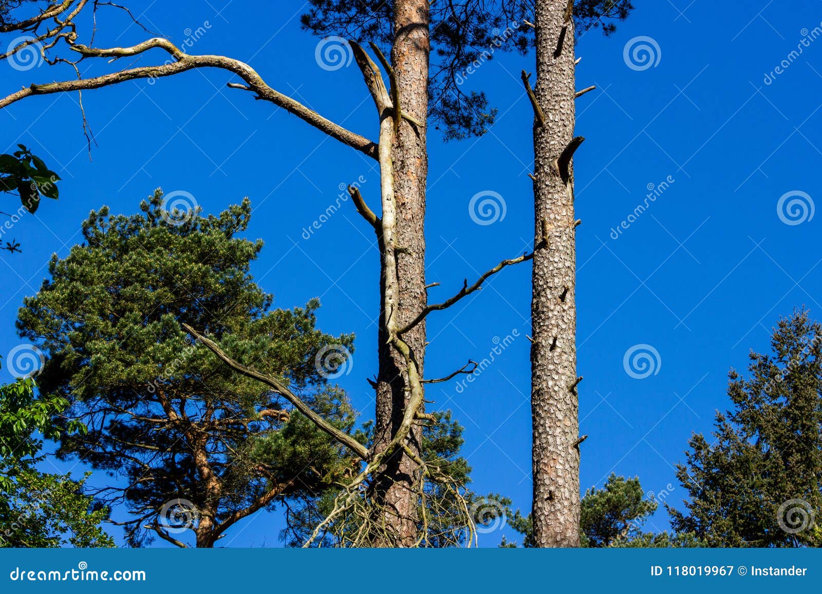 Broken and Death Branch Hanging from Tree Stock Image - Image of ...