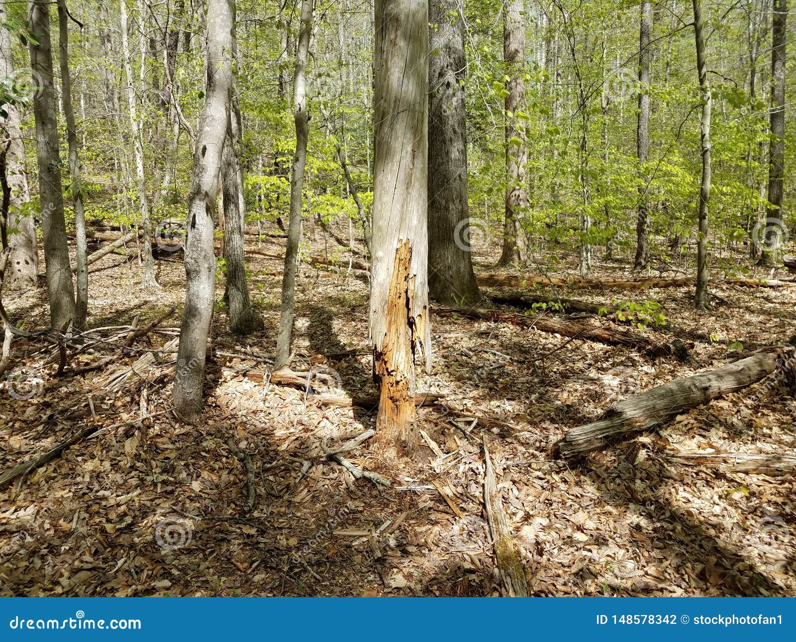 A Broken Decaying Old Timber Farmers Workers Home Surrounded By Native ...