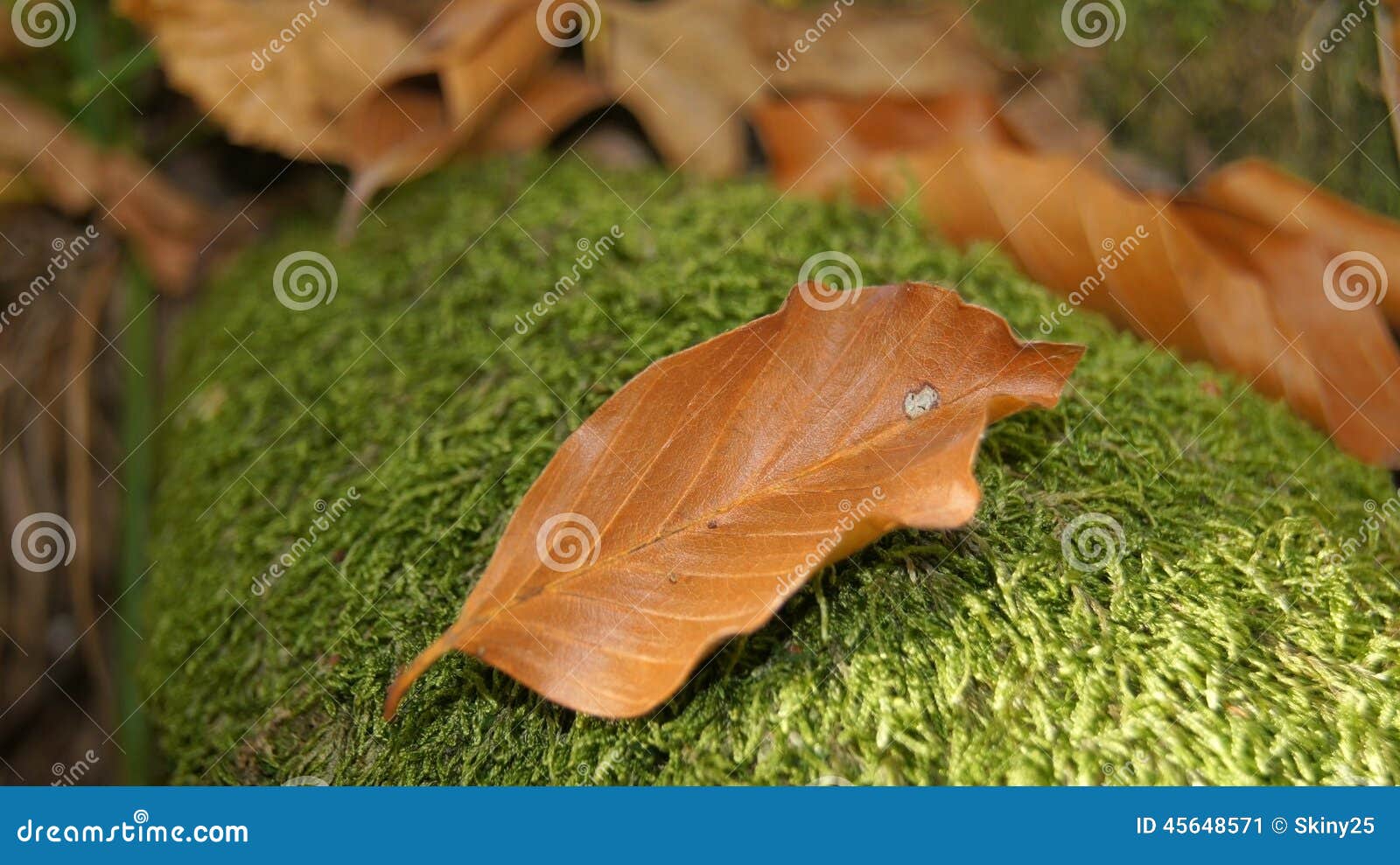 The Broken Died Leaf Fallen on Mossy Stone Stock Image - Image of ...