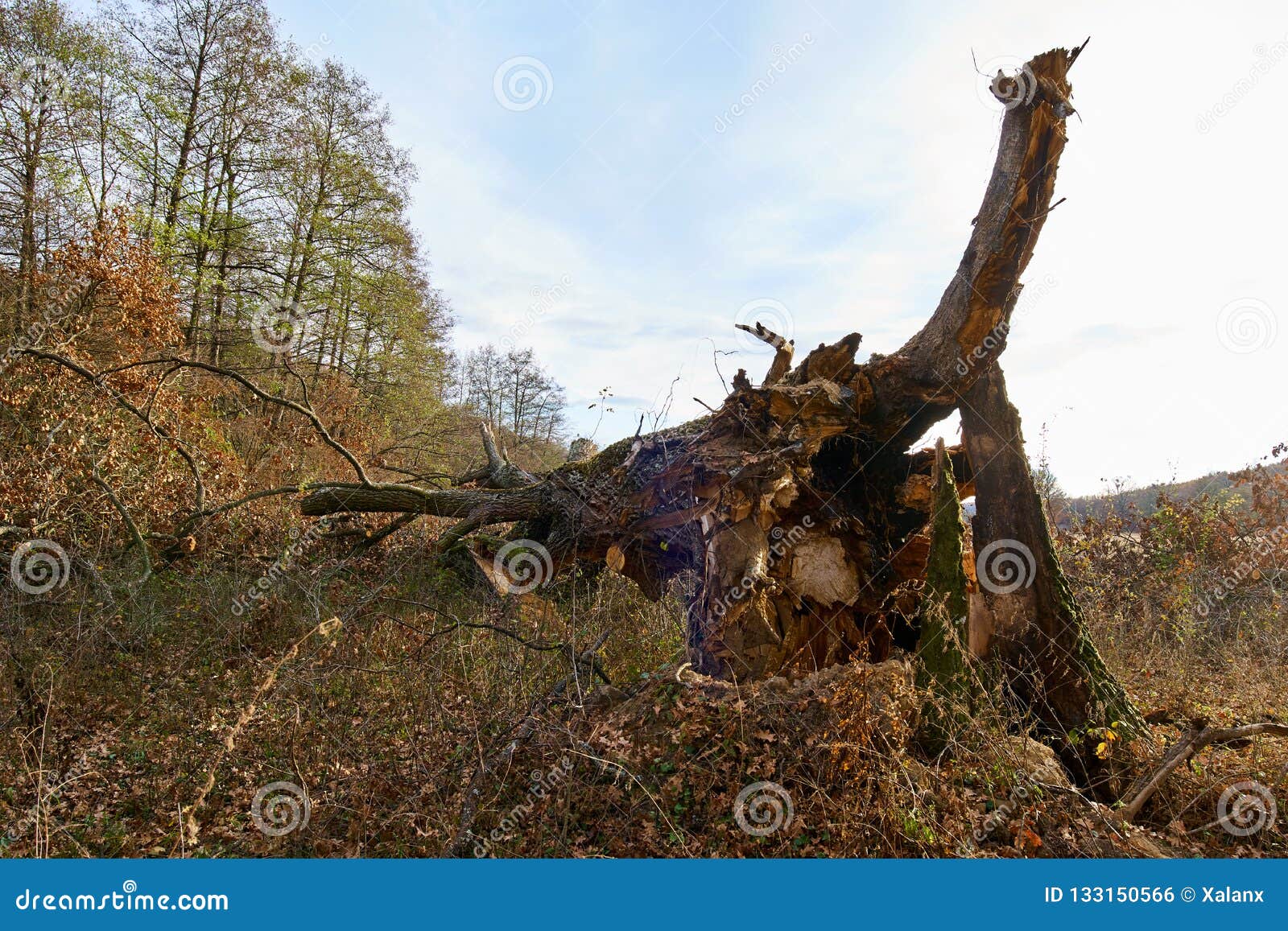 Broken down oak stock photo. Image of season, destruction - 133150566
