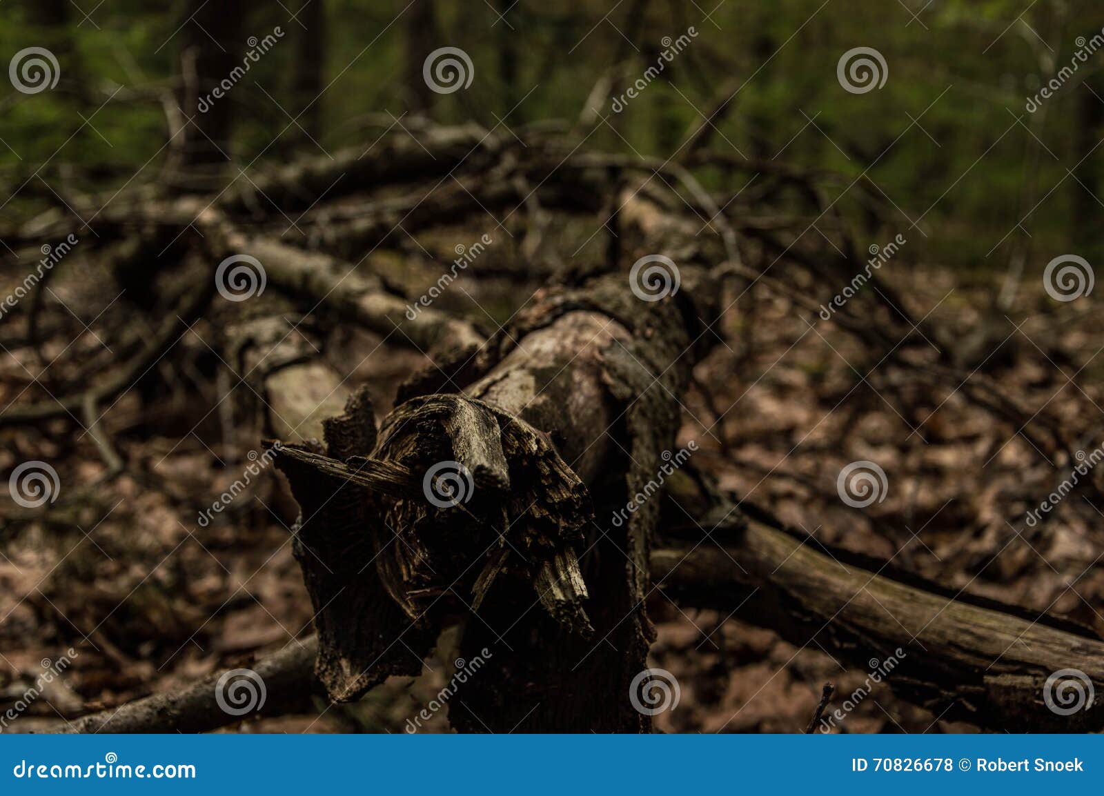 Broken down stock photo. Image of tree, trees, broken - 70826678