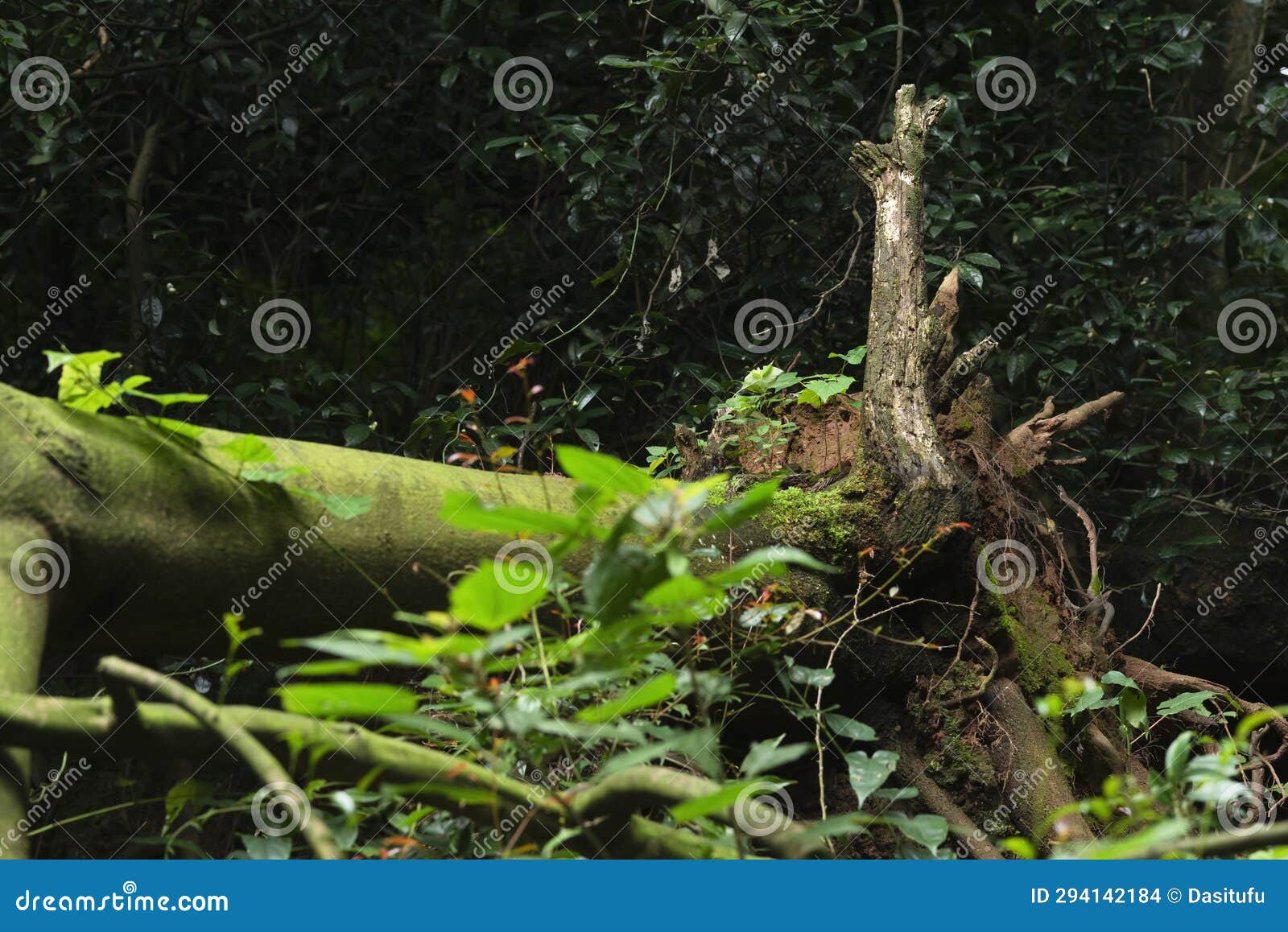 Broken Down Tree, Shrub Background Stock Photo - Image of leaf, forest ...
