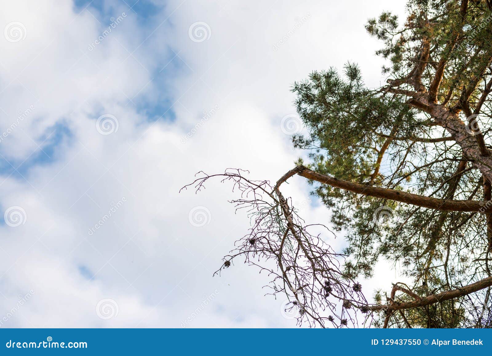 Broken Dried Pine Wood Branch on a Cloudy Day Stock Photo - Image of ...