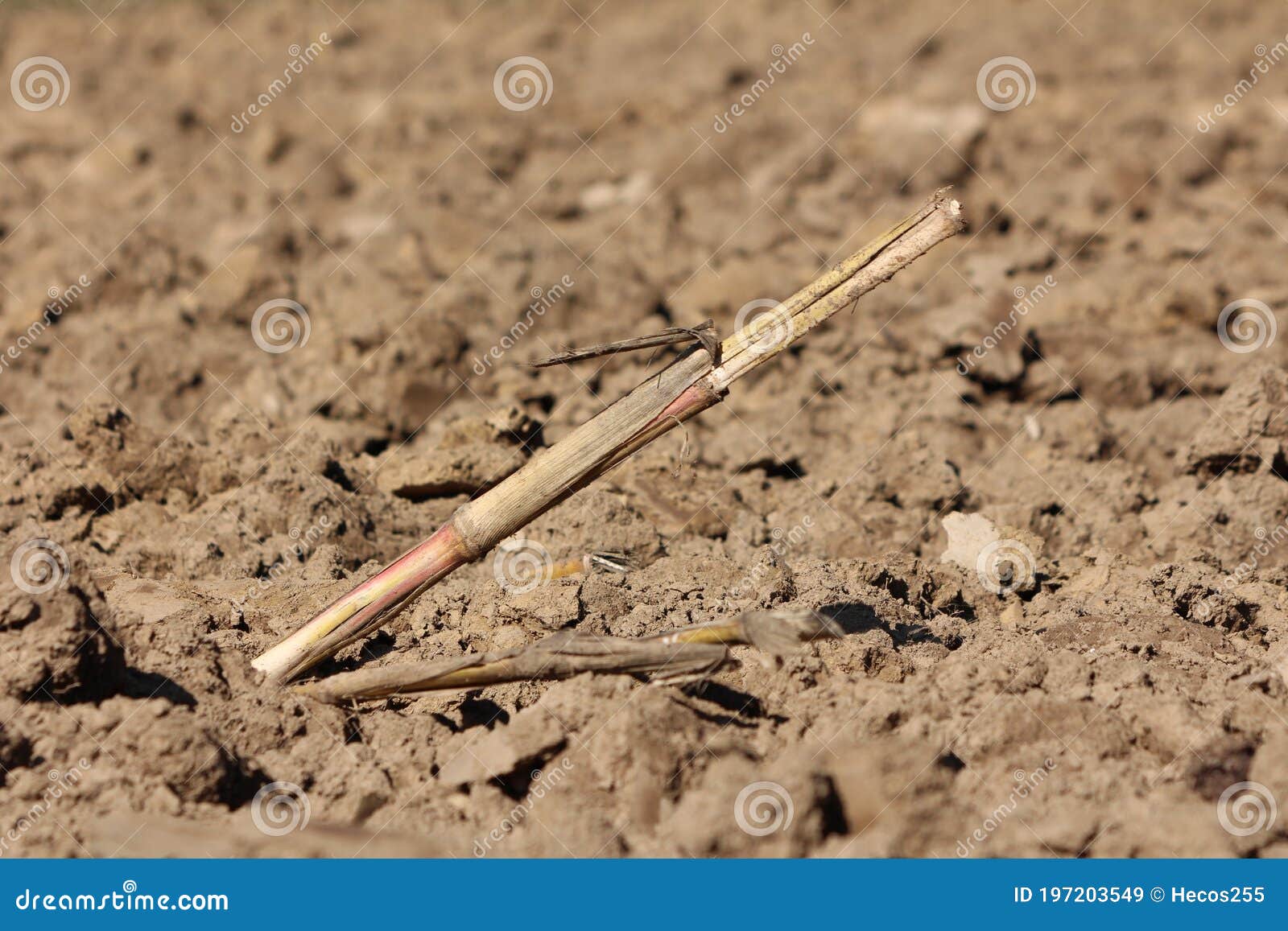 Broken Dry Corn Stalk Left in Local Cornfield after Harvest Surrounded ...