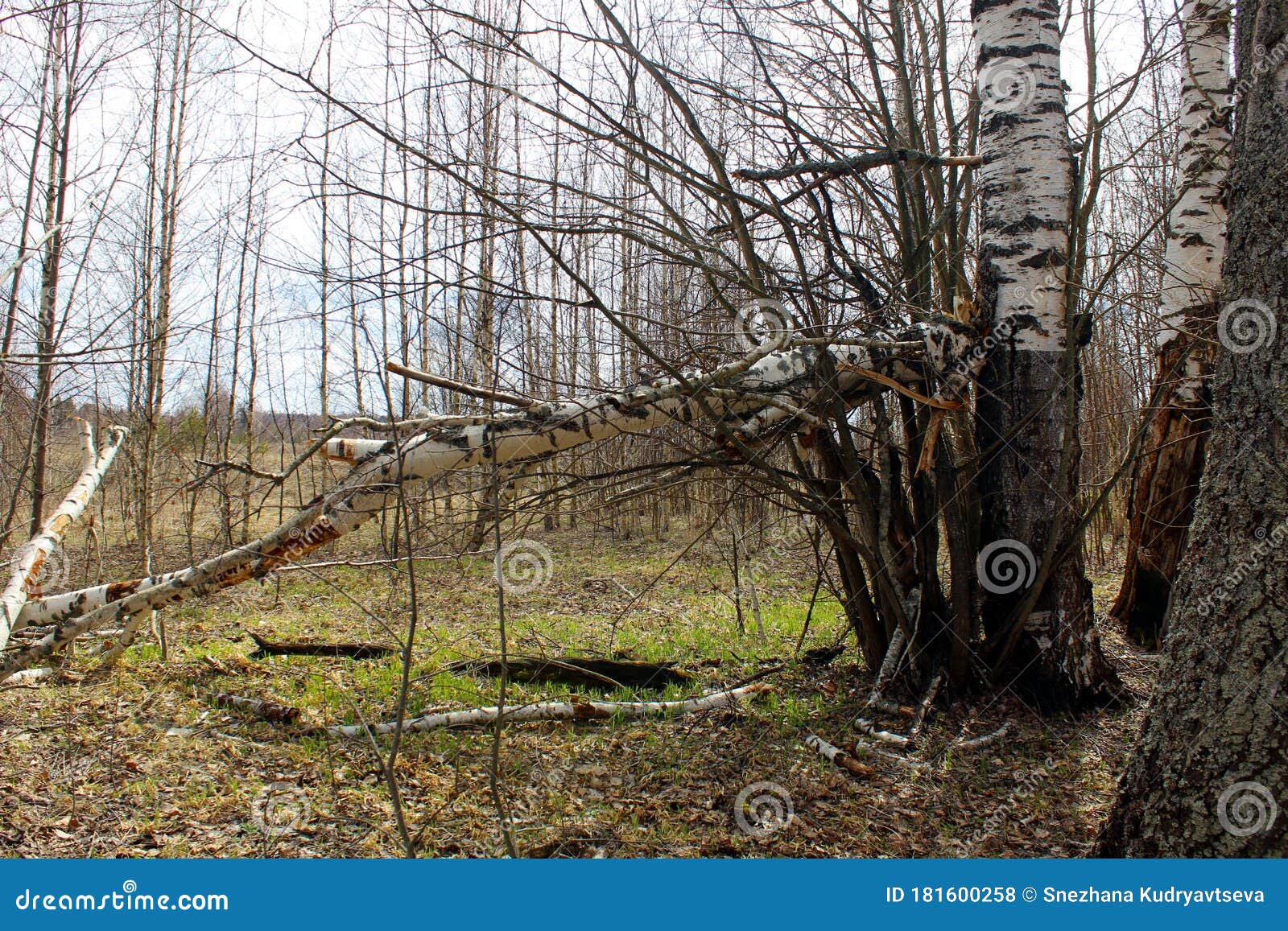 Broken Dry Tree in Spring Forest without Leaves Stock Photo - Image of ...