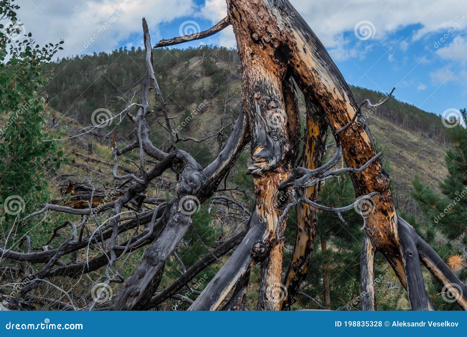 Broken Dry Trunk of Pine Tree with Crooked Branches after Fire. Dead ...