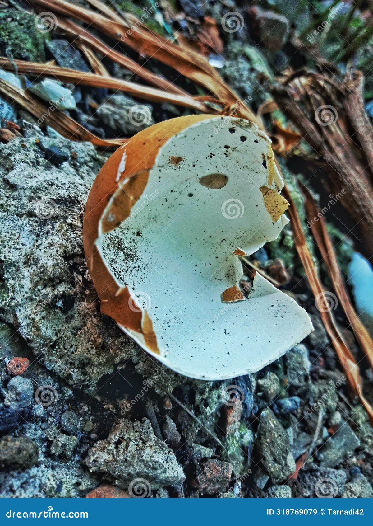 Broken Egg Shell Beautifull Stock Image - Image of mushroom ...