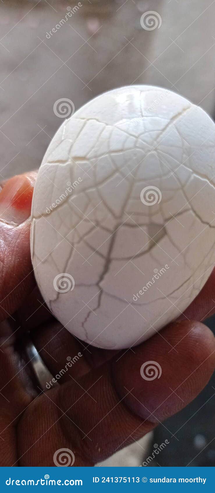 Broken Egg Shell Like Spider Stock Image - Image of spider, like: 241375113