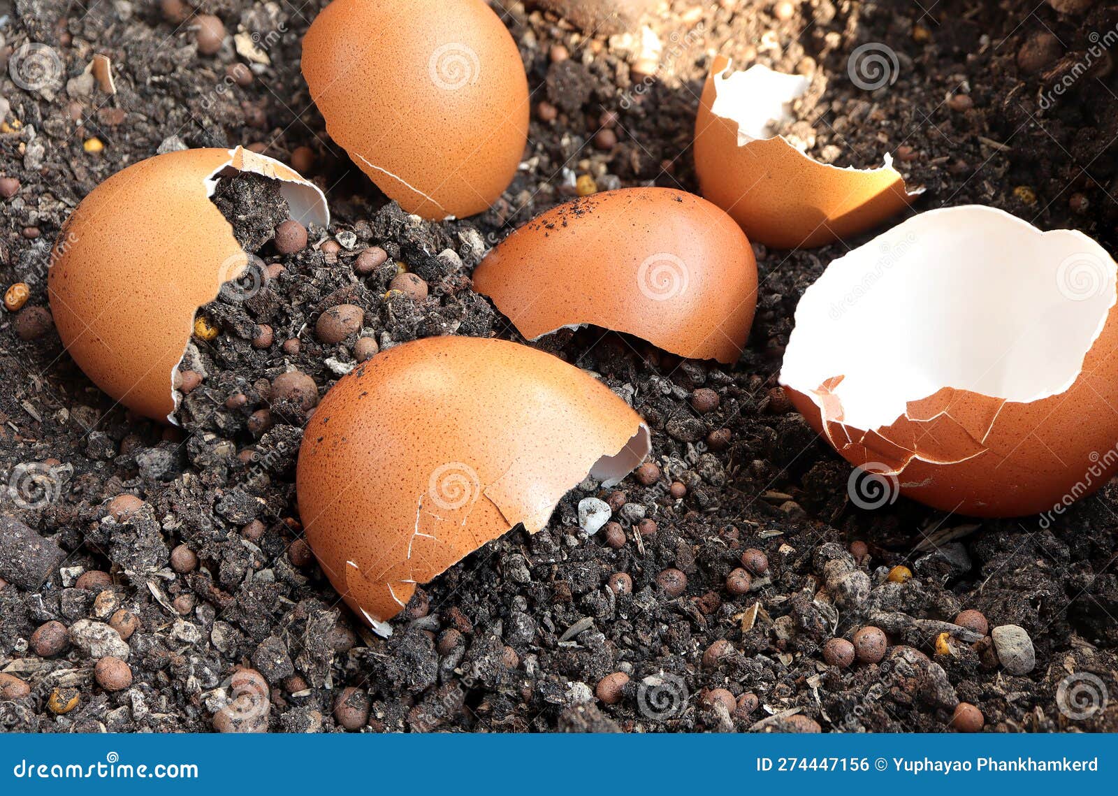 Broken Egg Shells on Soil. Using Eggshell As a Fertilizer. Recycling ...