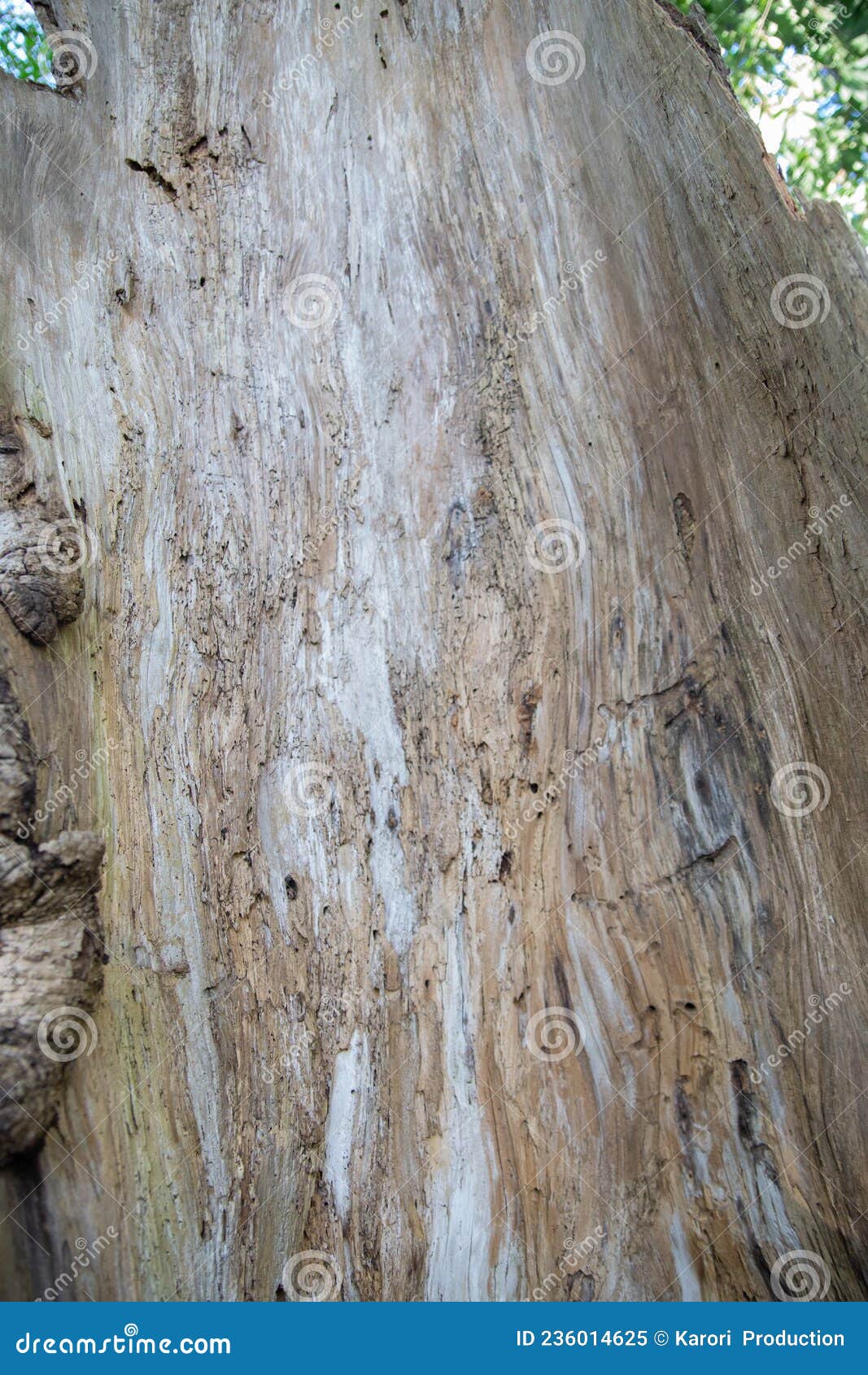 Broken Empty Hollow Tree and Skin Standing in a Forest of Tanzawa ...