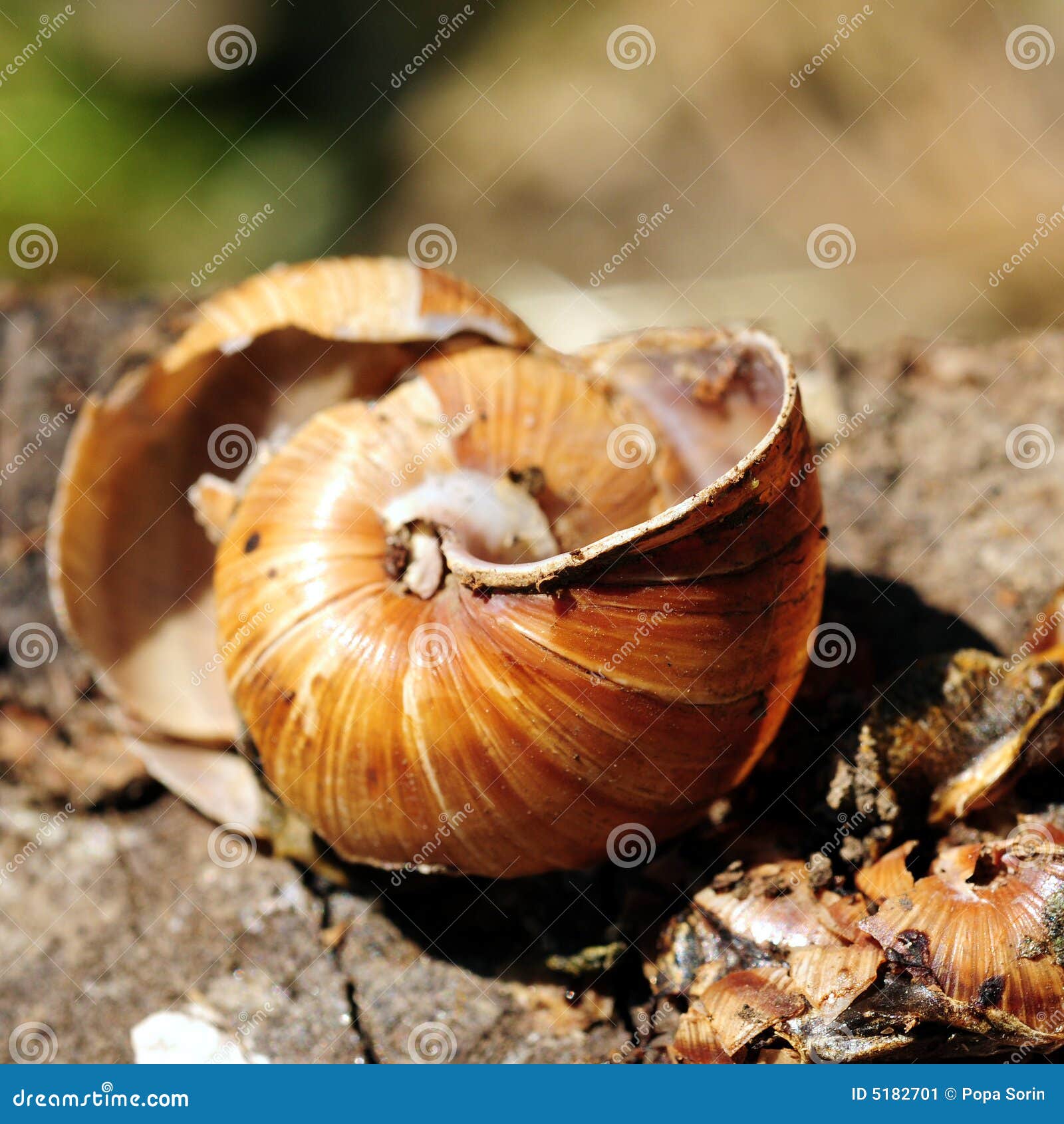 Broken empty snail shell stock image. Image of protection - 5182701