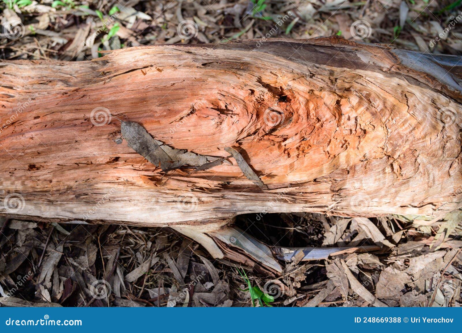 A Broken Eucalyptus Tree Lies in the Park Stock Photo - Image of spring ...
