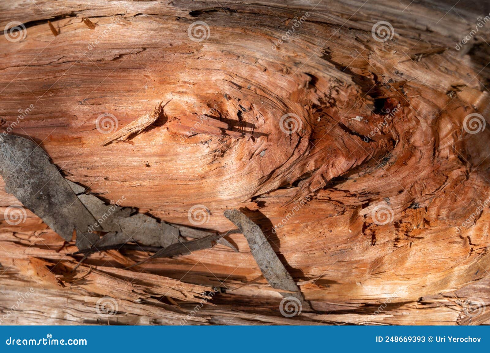 A Broken Eucalyptus Tree Lies in the Park Stock Image - Image of ...