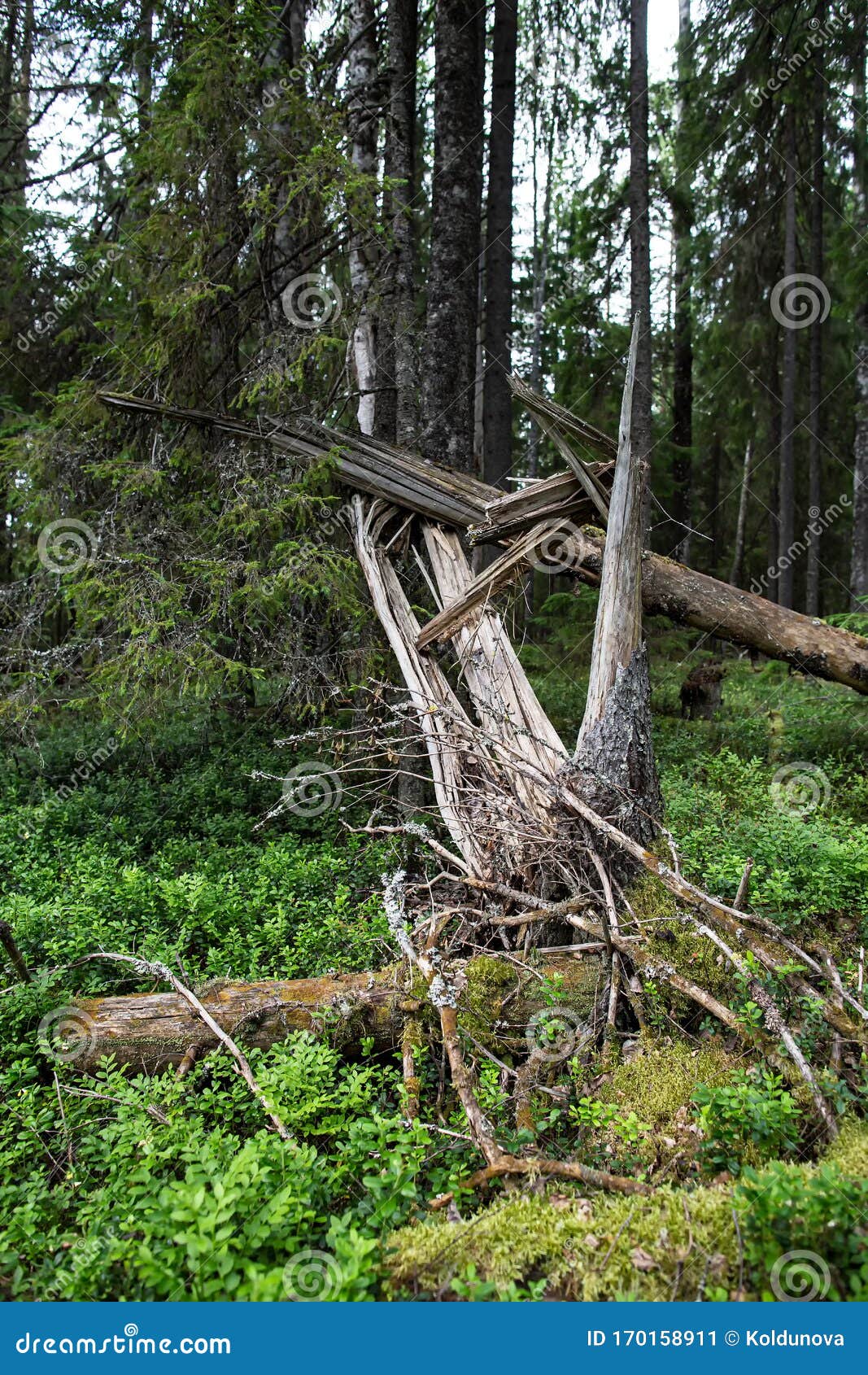 Broken and Fallen, Old, Rotten Tree, in the Forest. Stock Image - Image ...