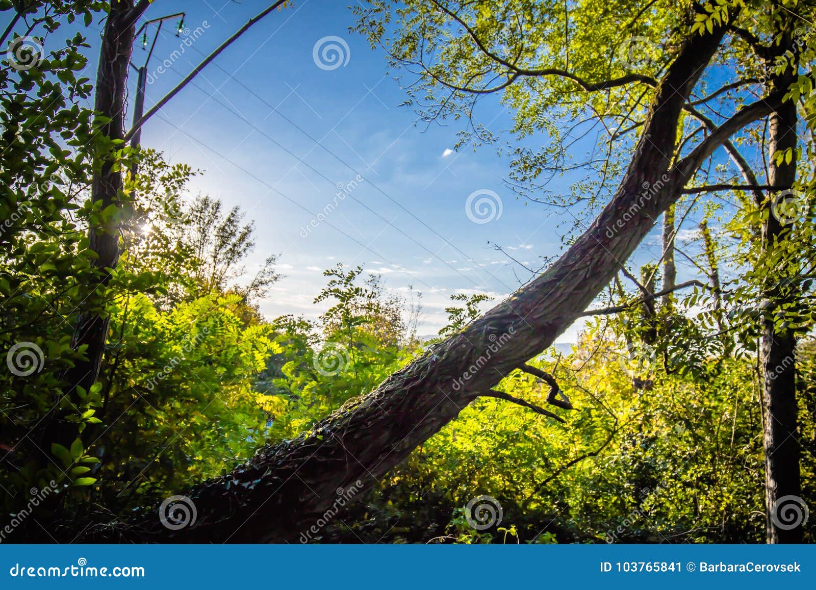 Broken Fallen Tree in Beautiful Forest in Blue Sky after Storm Stock ...