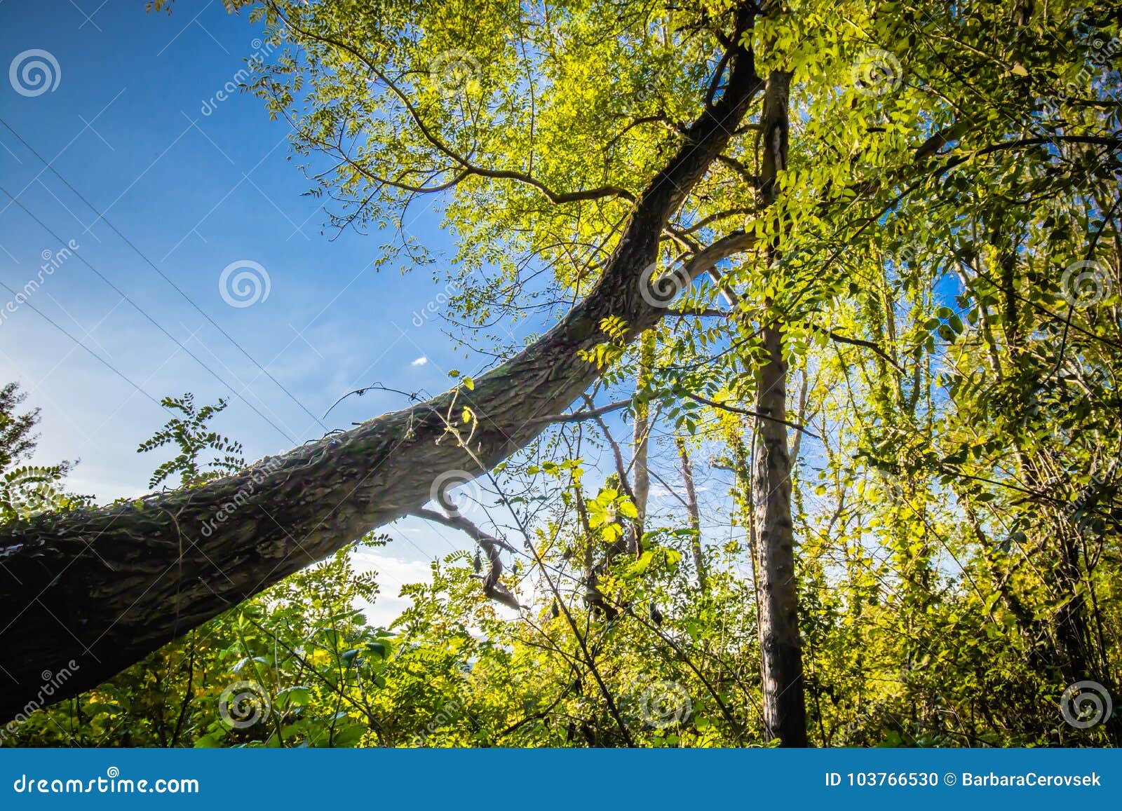 Broken Fallen Tree in Beautiful Forest in Blue Sky after Storm Stock ...