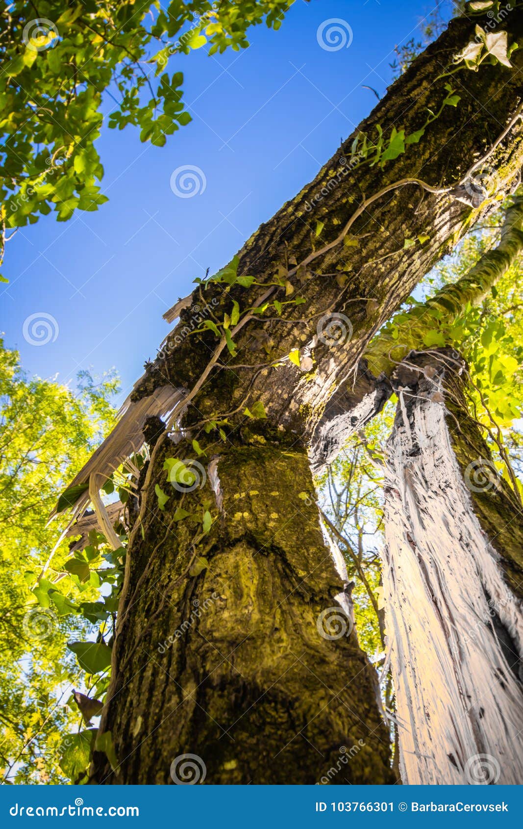 Broken Fallen Tree in Beautiful Forest in Blue Sky after Storm Stock ...