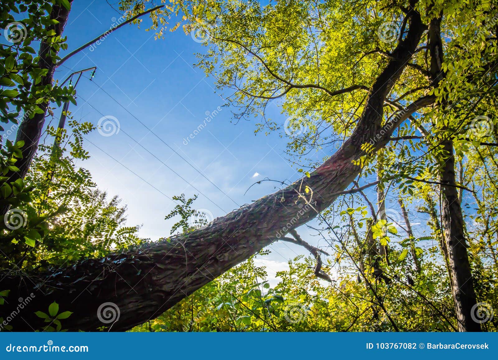 Broken Fallen Tree in Beautiful Forest in Blue Sky after Storm Stock ...