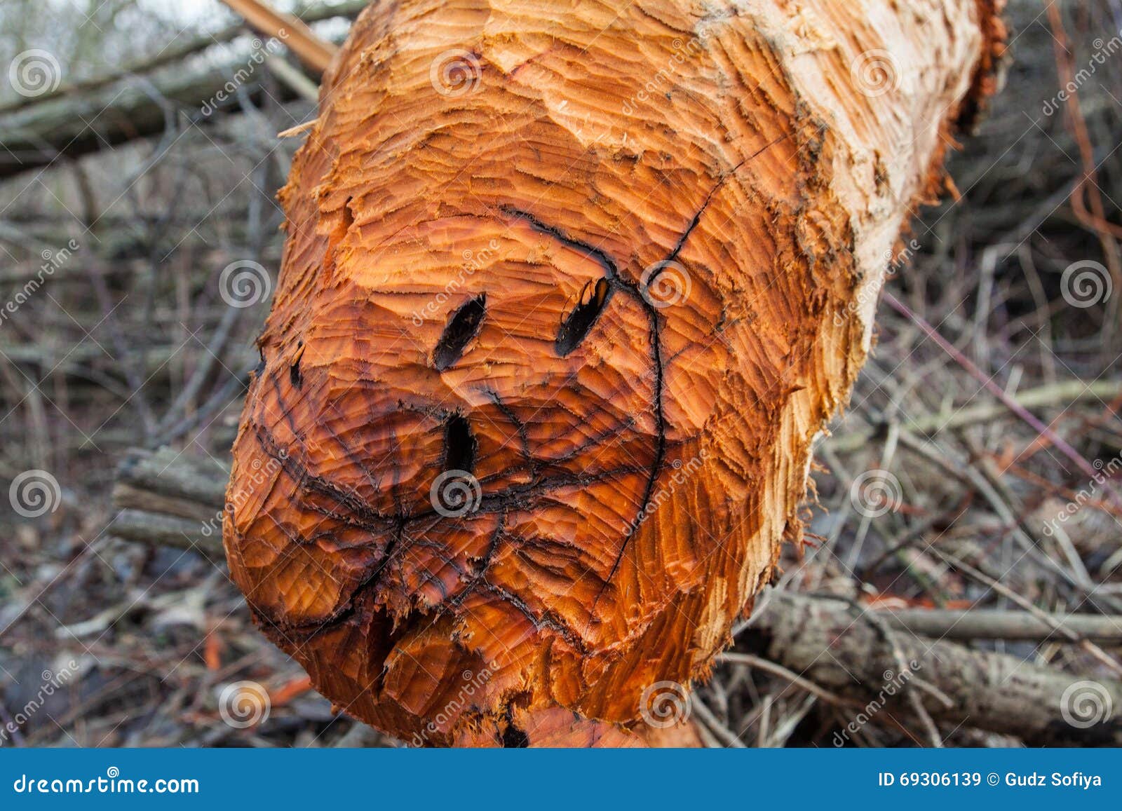 Broken, Fallen Tree of Beaver in the Autumnal Forest. Close-up Stock ...