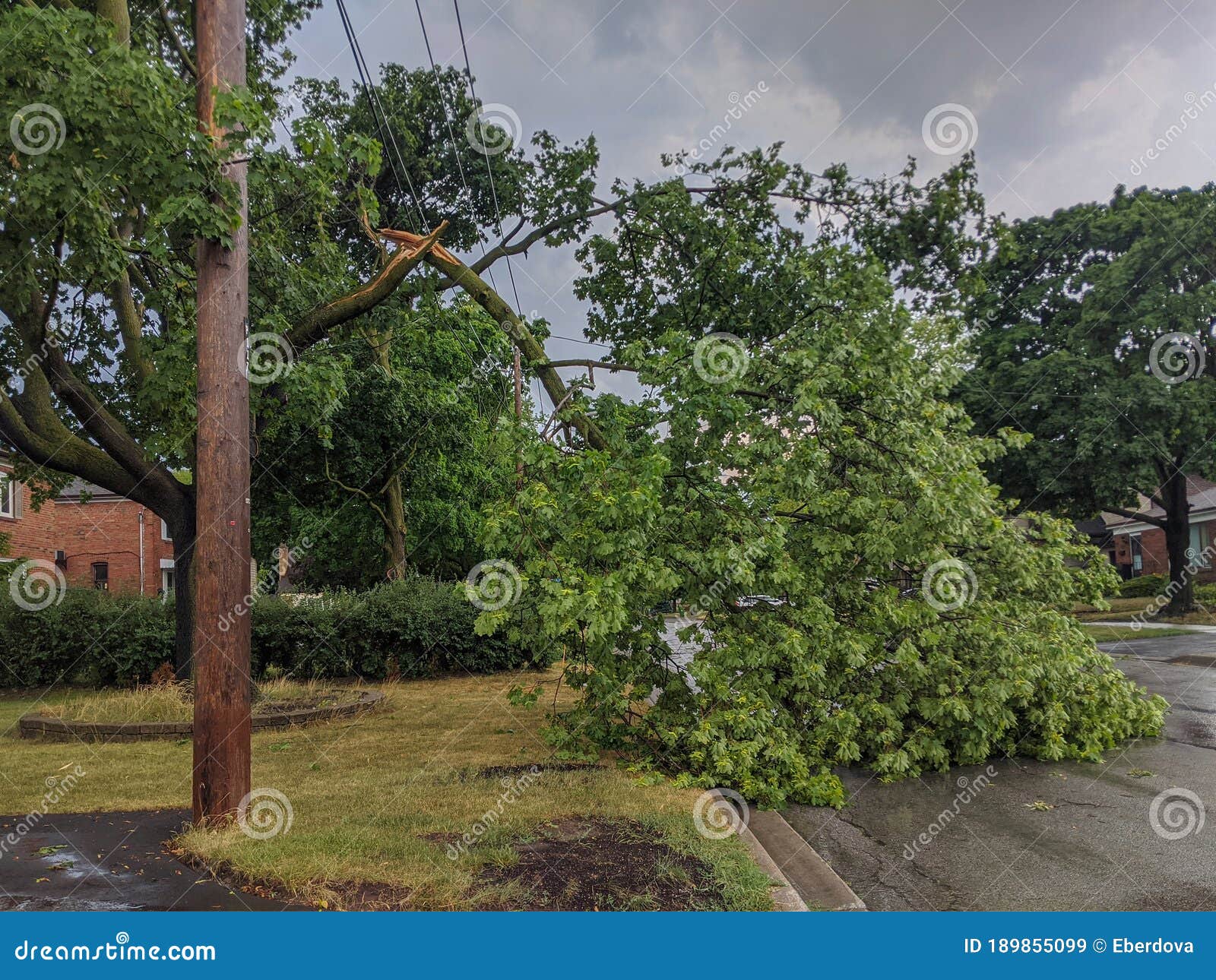 Broken Fallen Tree Branch after Severe Heavy Thunder Storm. Stock Image ...