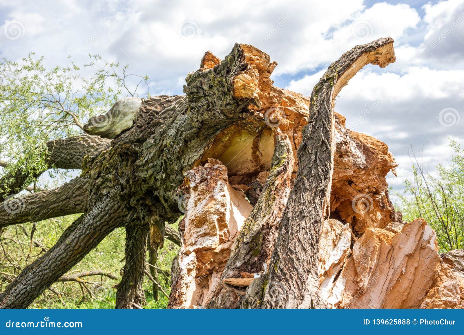 Broken fallen tree stock photo. Image of wind, consequences - 139625888