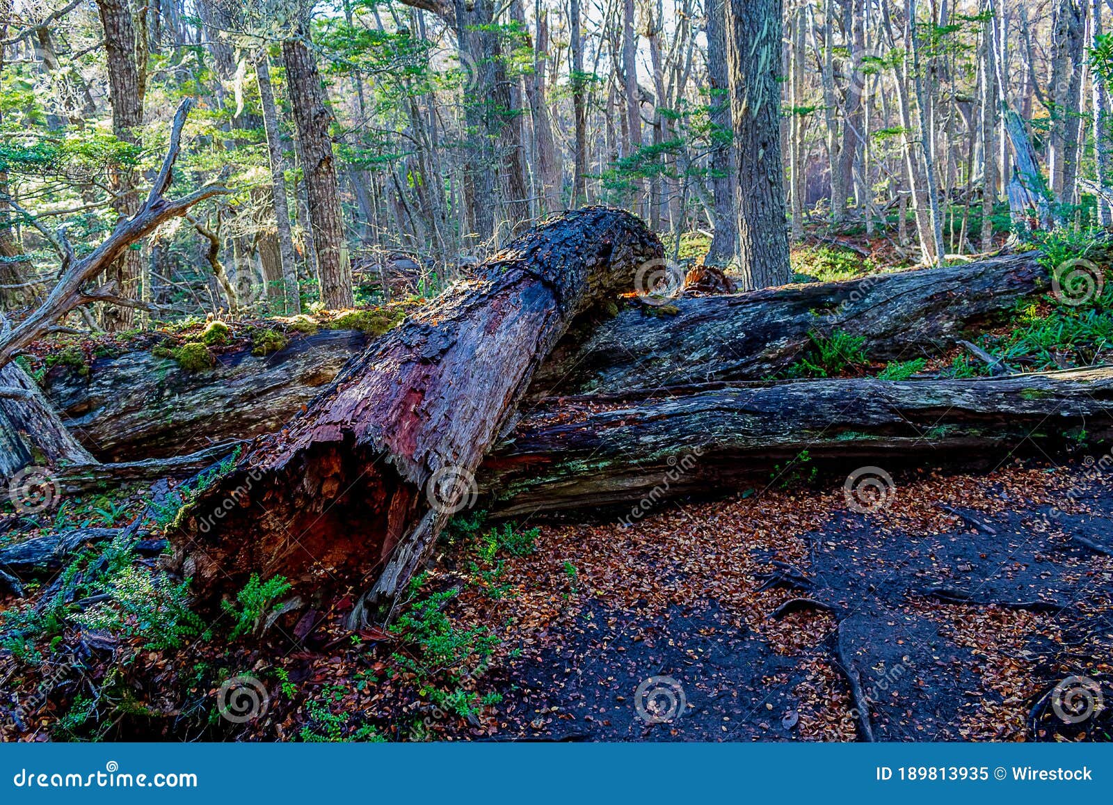 Broken and Fallen Tree in the Forest during Daytime Stock Image - Image ...