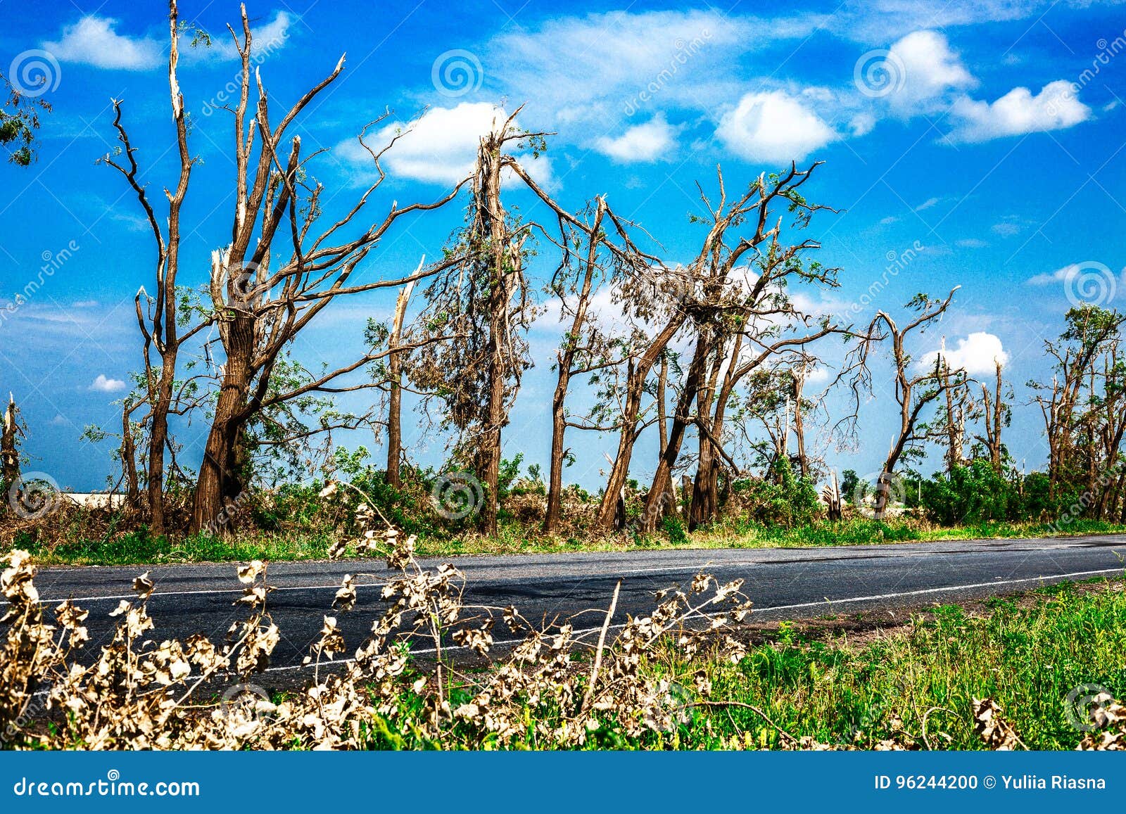 Broken Fallen Trees.Broken Trees in the Aftermath of a Hurricane Stock ...