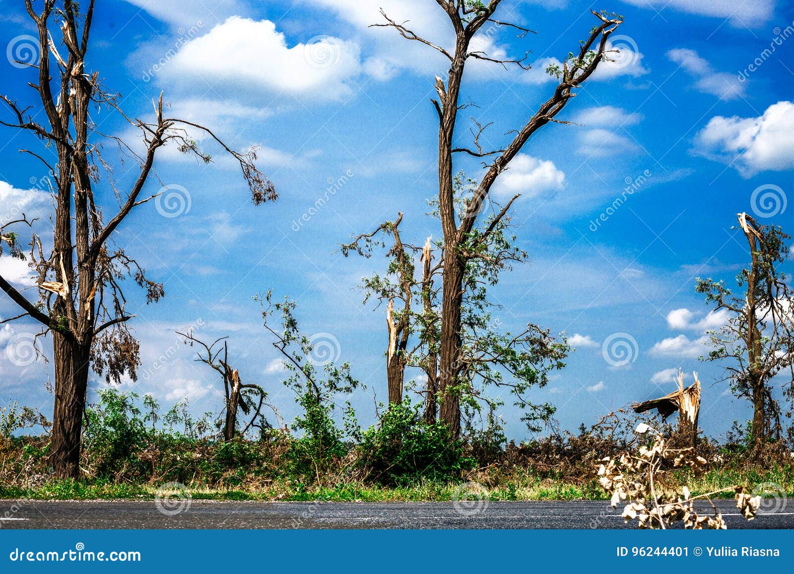Broken Fallen Trees.Broken Trees in the Aftermath of a Hurricane Stock ...