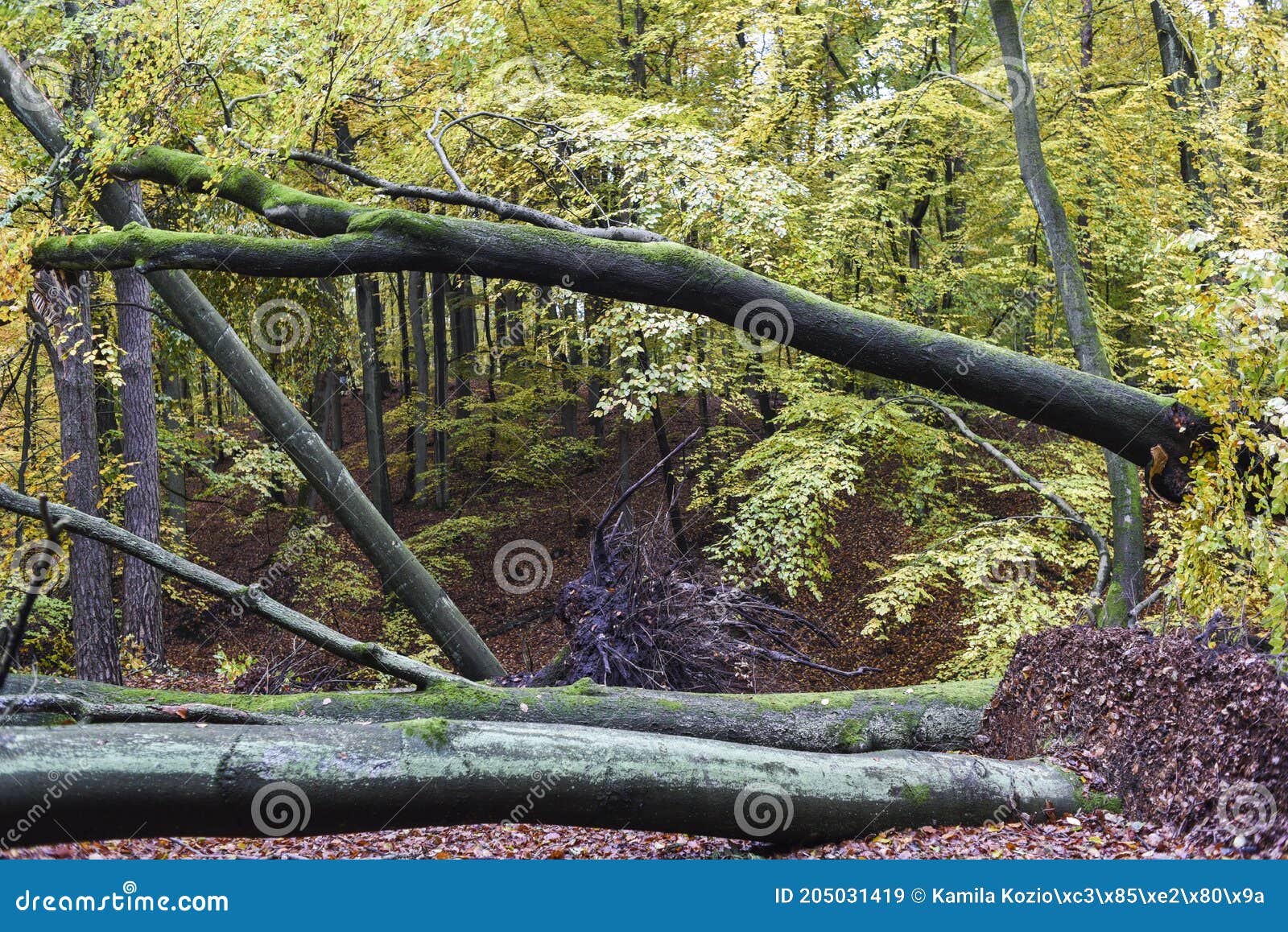 Broken and Fallen Trees in a Deciduous Forest in Autumn Stock Image ...