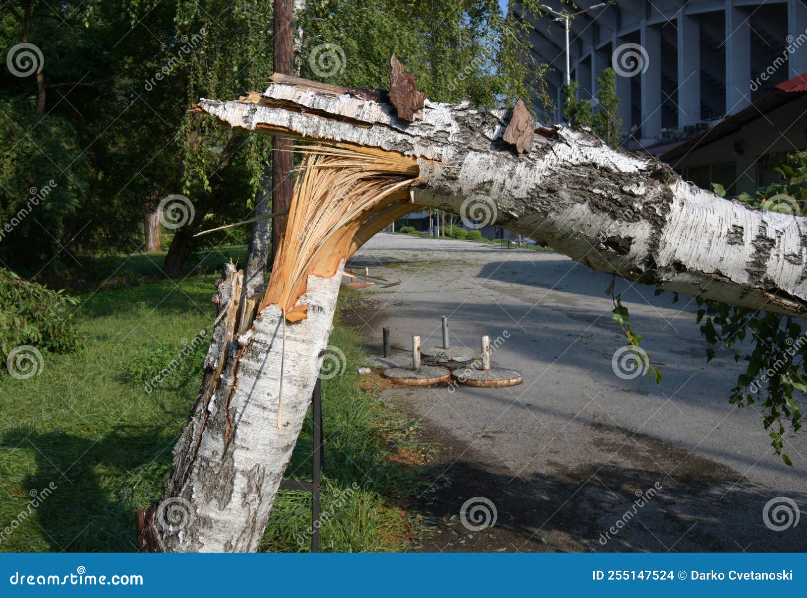 Broken and Fallen Trees after Strong Winds Hit the Area. Stock Photo ...