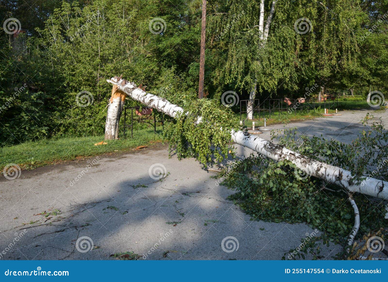 Broken and Fallen Trees after Strong Winds Hit the Area. Stock Photo ...