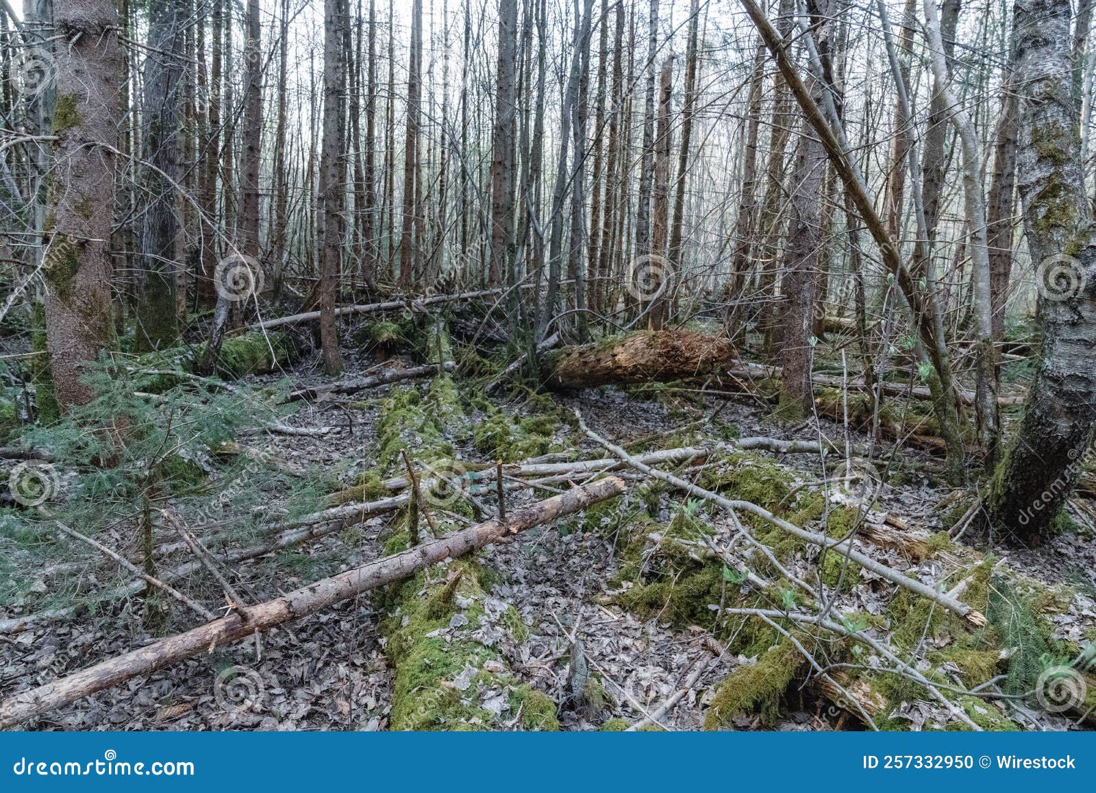 Broken and Fallen Trunks between Trees in an Abandoned Forest Stock ...