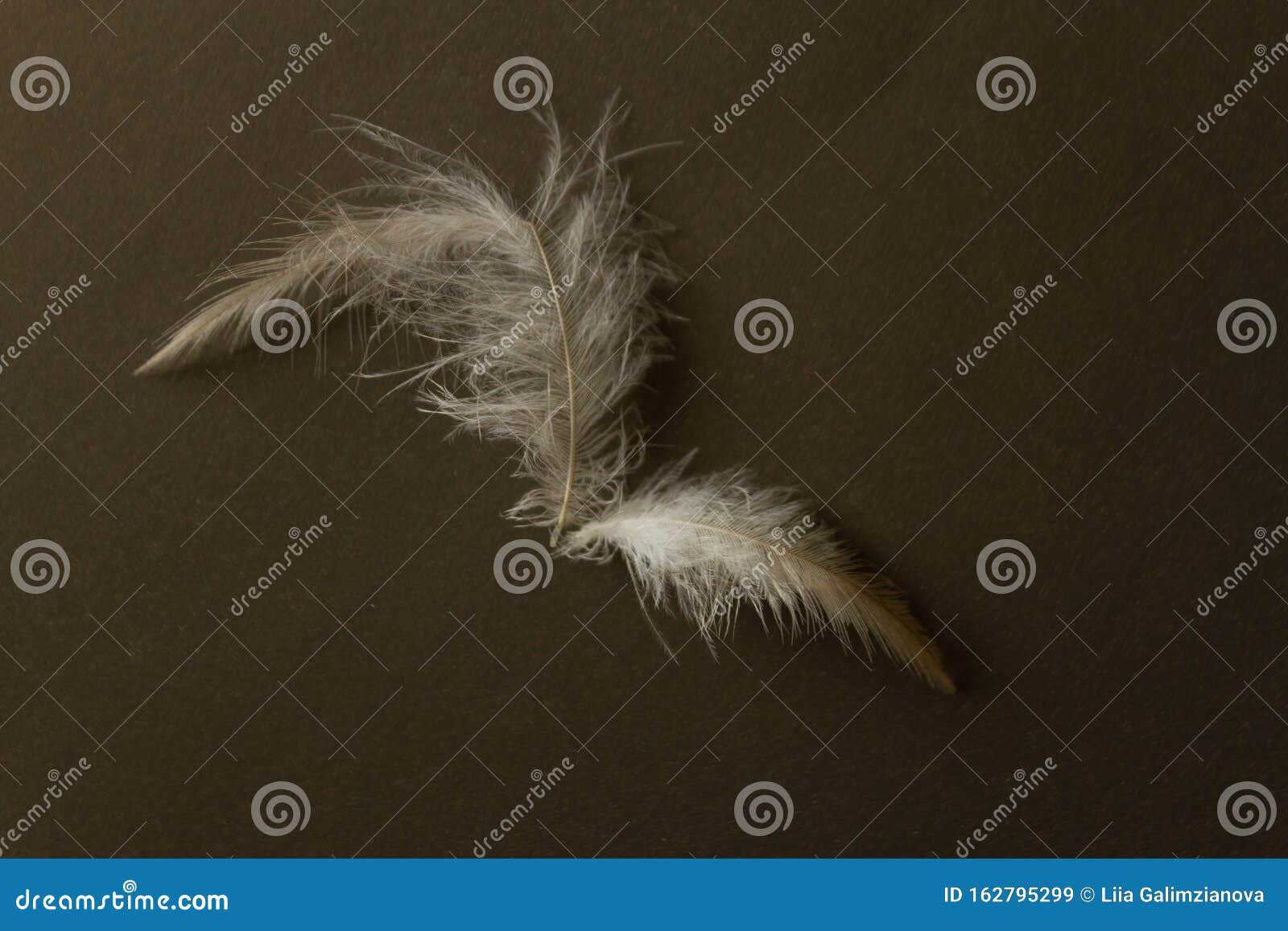 Broken Feather on Black Background Stock Image - Image of business ...
