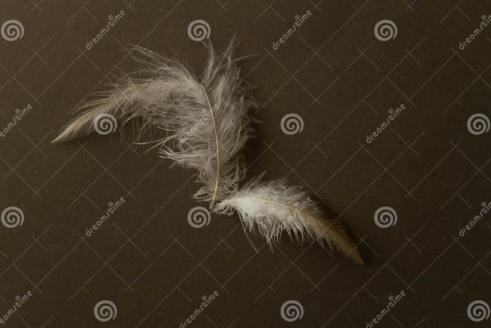 Broken Feather on Black Background Stock Image - Image of business ...
